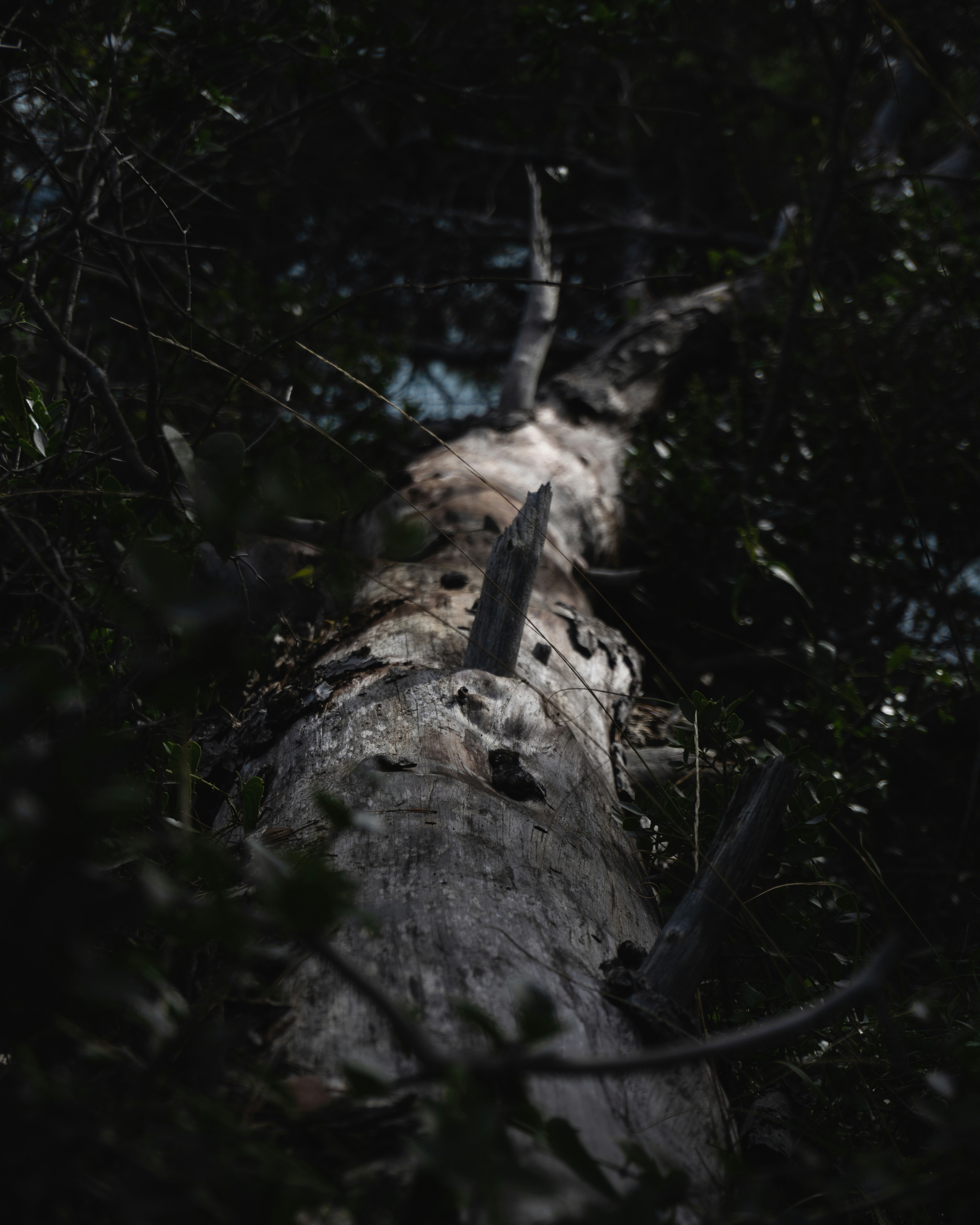 Shadowed Log Spine: A Fallen Trunk Reaches Through the Quiet Pines