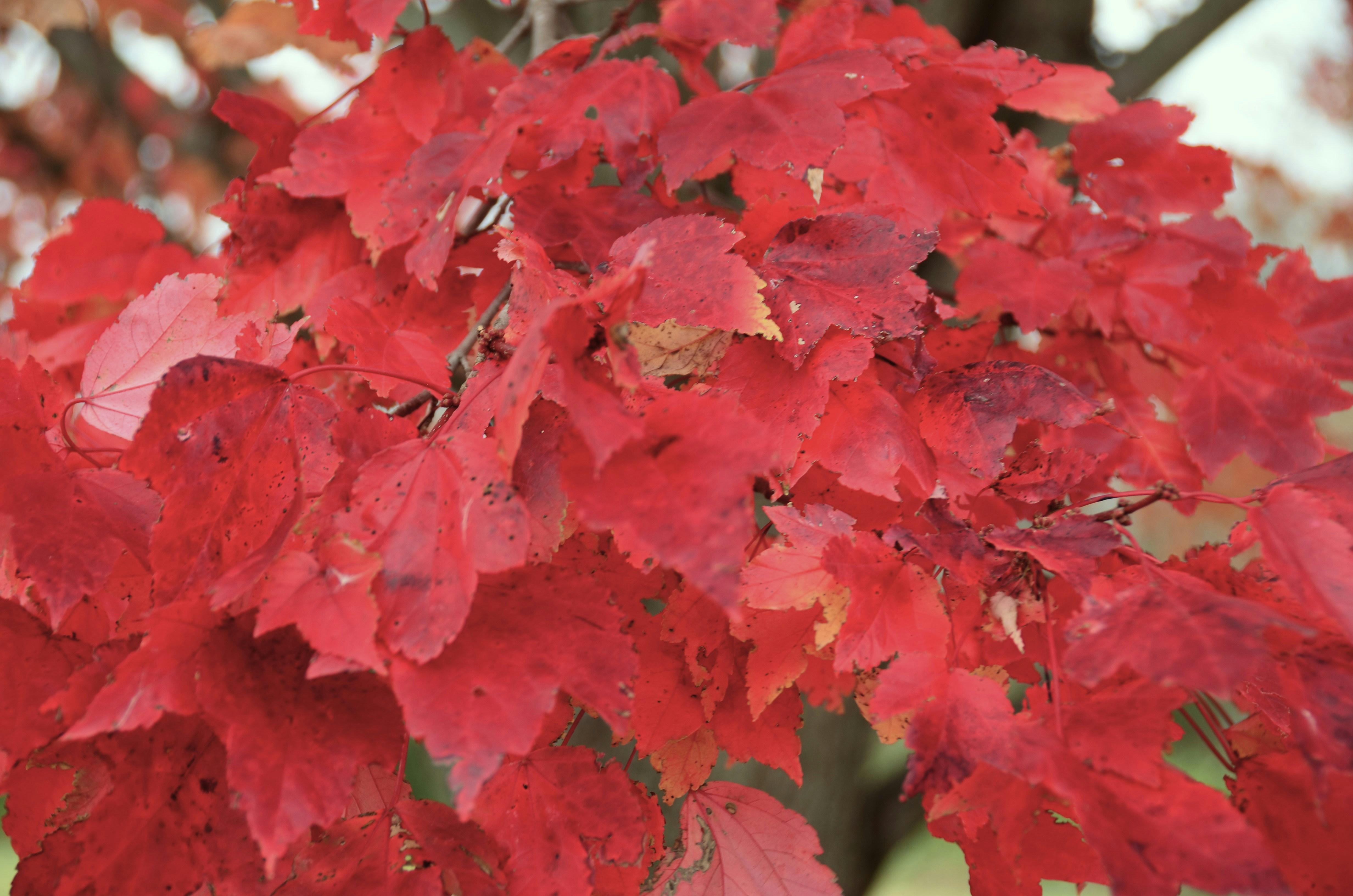 Scarlet Dusk: A Close-Up of Autumn Maple Leaves