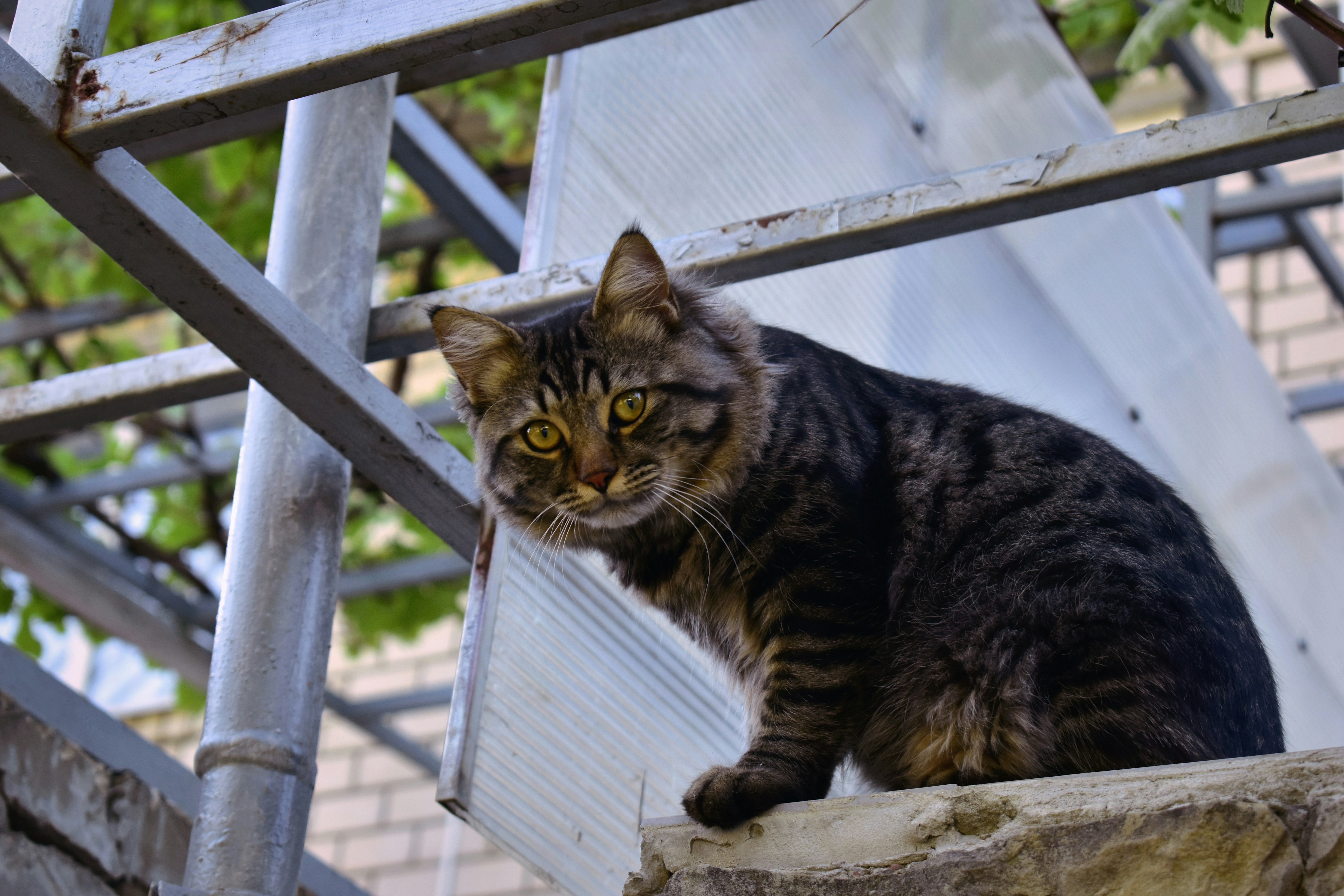 Tabby Observer on Rusted Geometry: Amber Gaze Amid Urban Scaffold