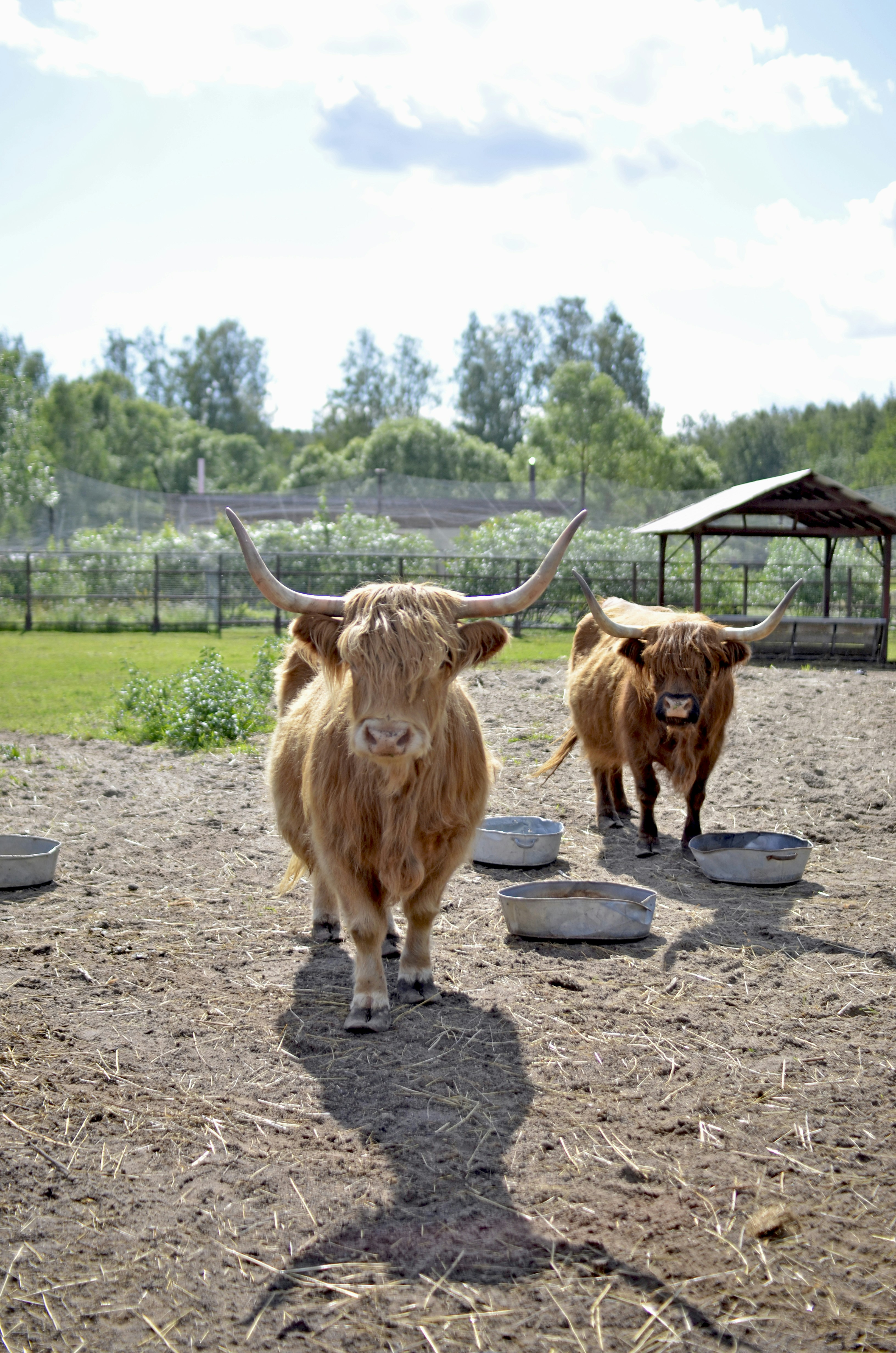 Sunlit Highland Bull Stares Down the Lens in a Quiet Farmyard
