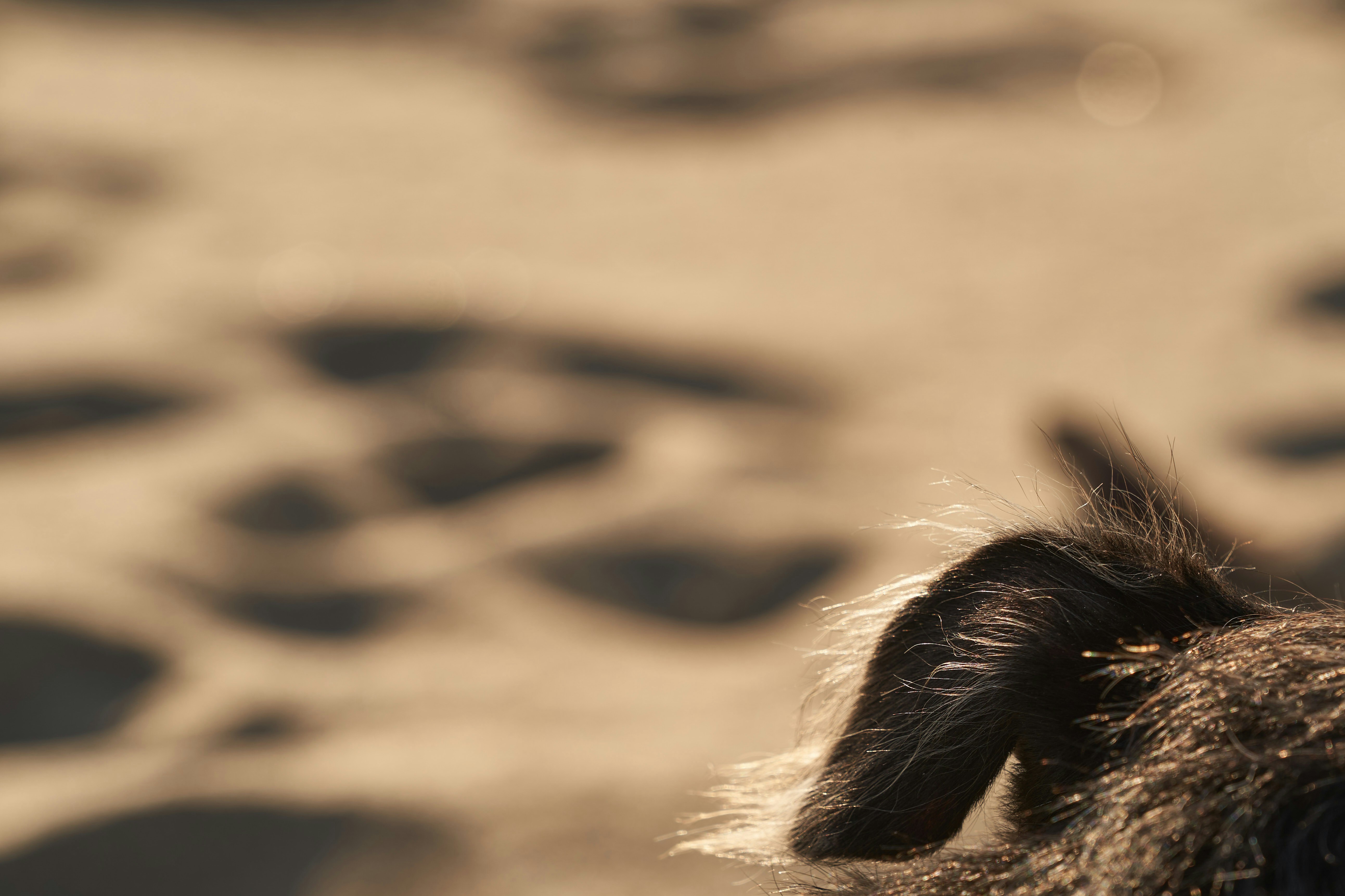 A close up of a dog's head with a blurry background photo – Free Ohr ...