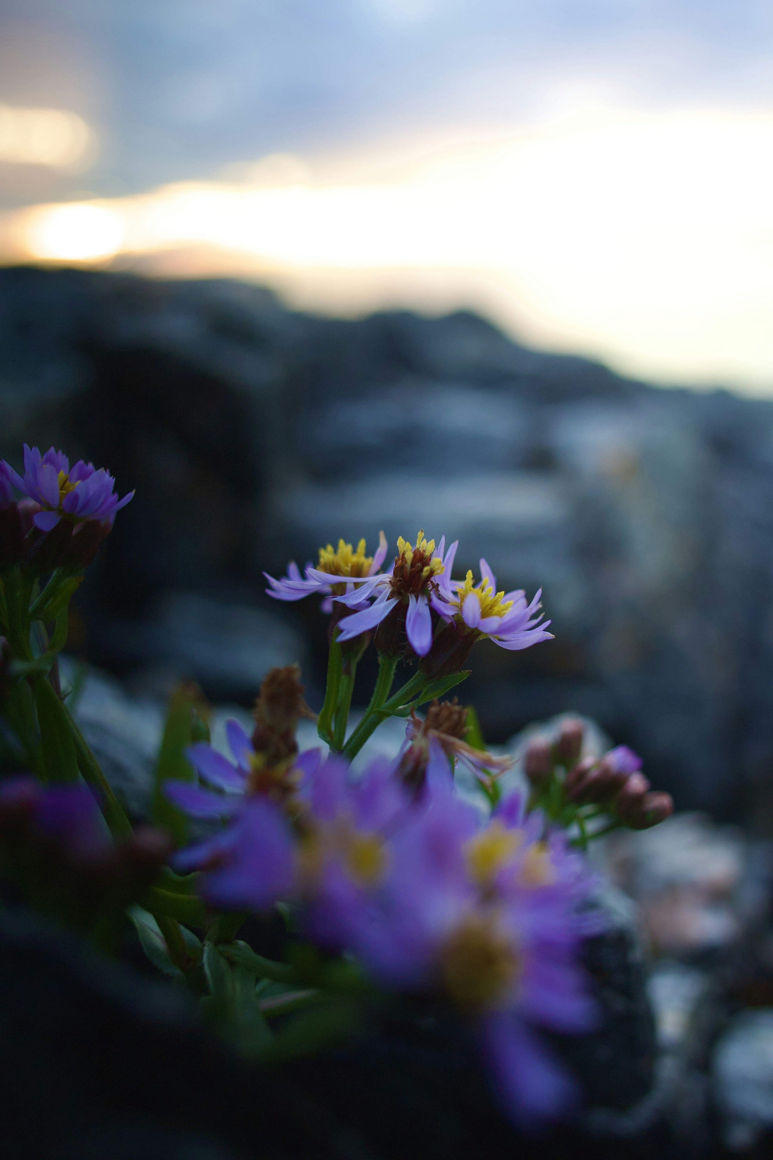 Purple blooms at the edge of dusk