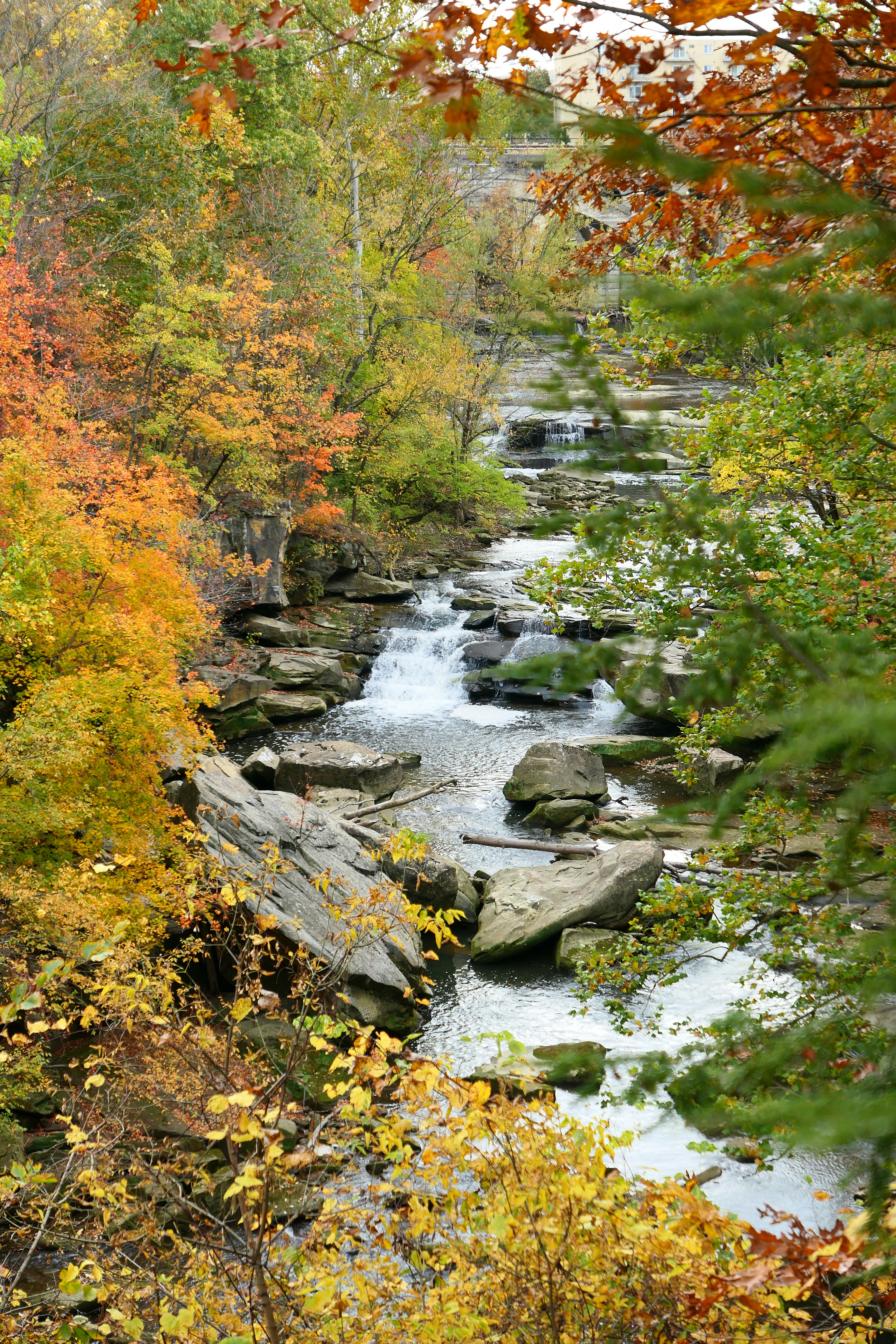 Une rivière qui traverse une forêt remplie de nombreux arbres photo ...