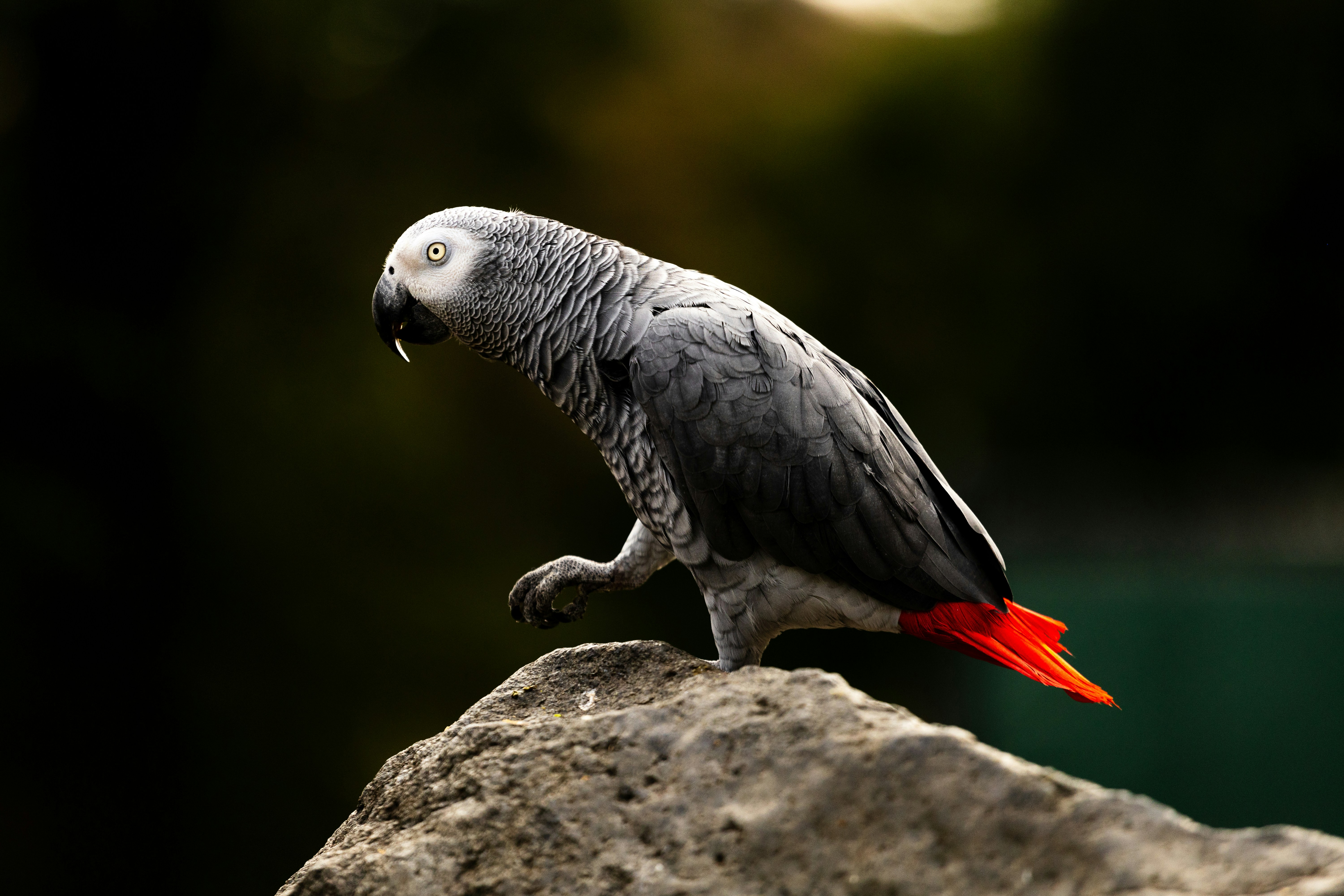Behold the enchanting scene of a gray-red parrot perched gracefully upon a rugged rock in the heart of nature. The vibrant hues of its plumage create a striking contrast against the subdued tones of the surrounding landscape. The parrot's feathers, a captivating blend of smoky grays and fiery reds, are a living testament to the artistry of nature. Perched with regal poise, the parrot surveys its natural domain, surrounded by the untamed beauty of the wilderness.