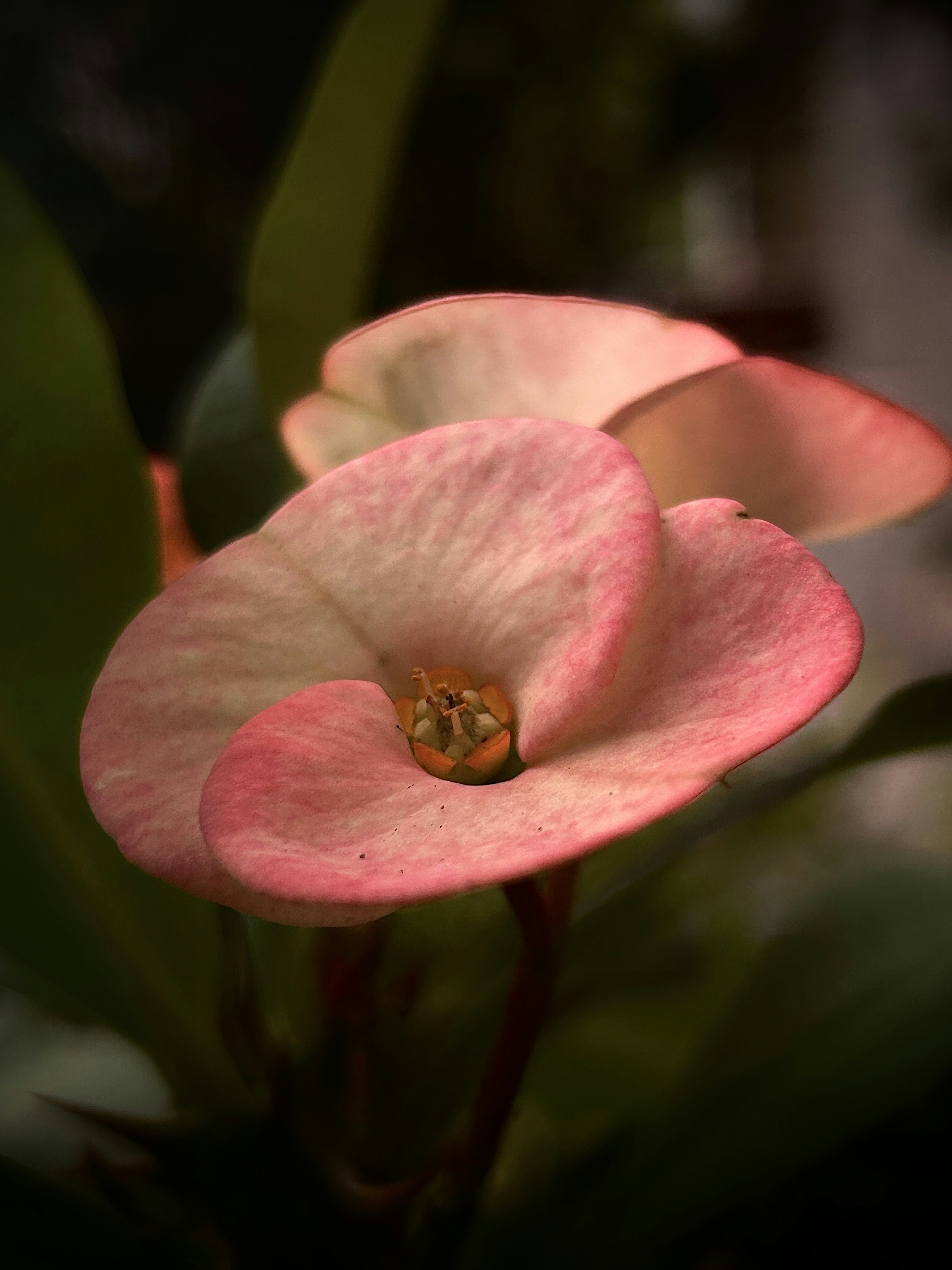 Petal Core in Shadow: A Velvet Pink Camellia Close-Up