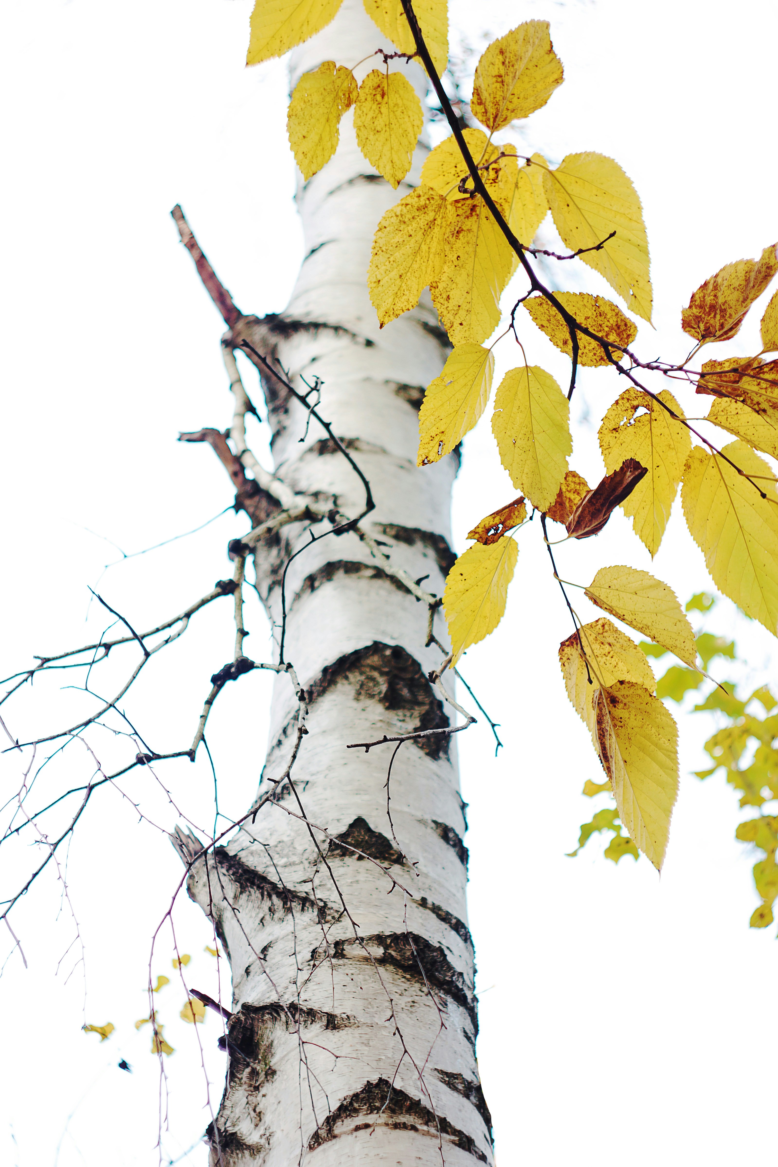 A tall white tree with yellow leaves on it photo – Free Birch Image on ...