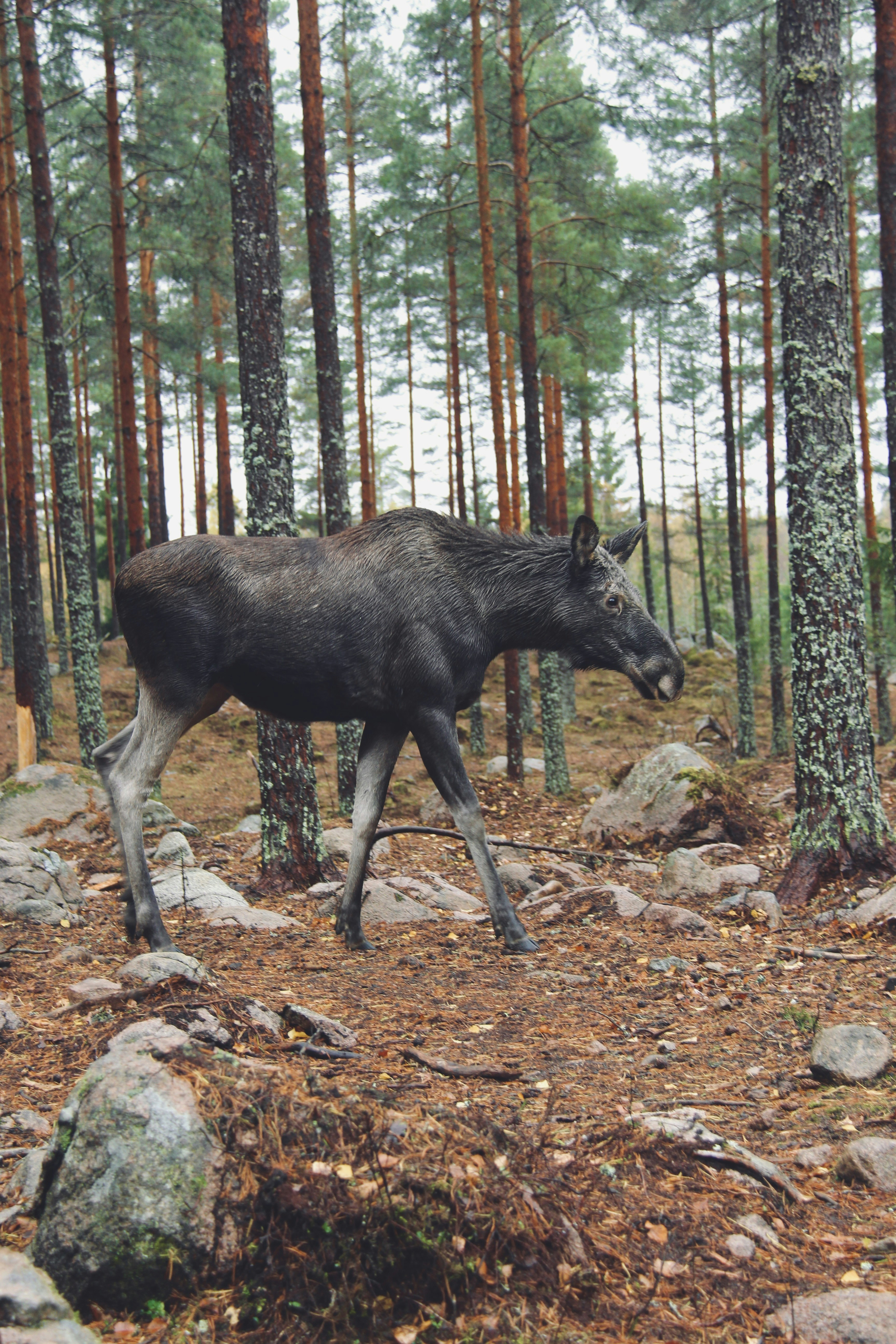 A moose walking through a forest filled with trees photo – Free Nature ...