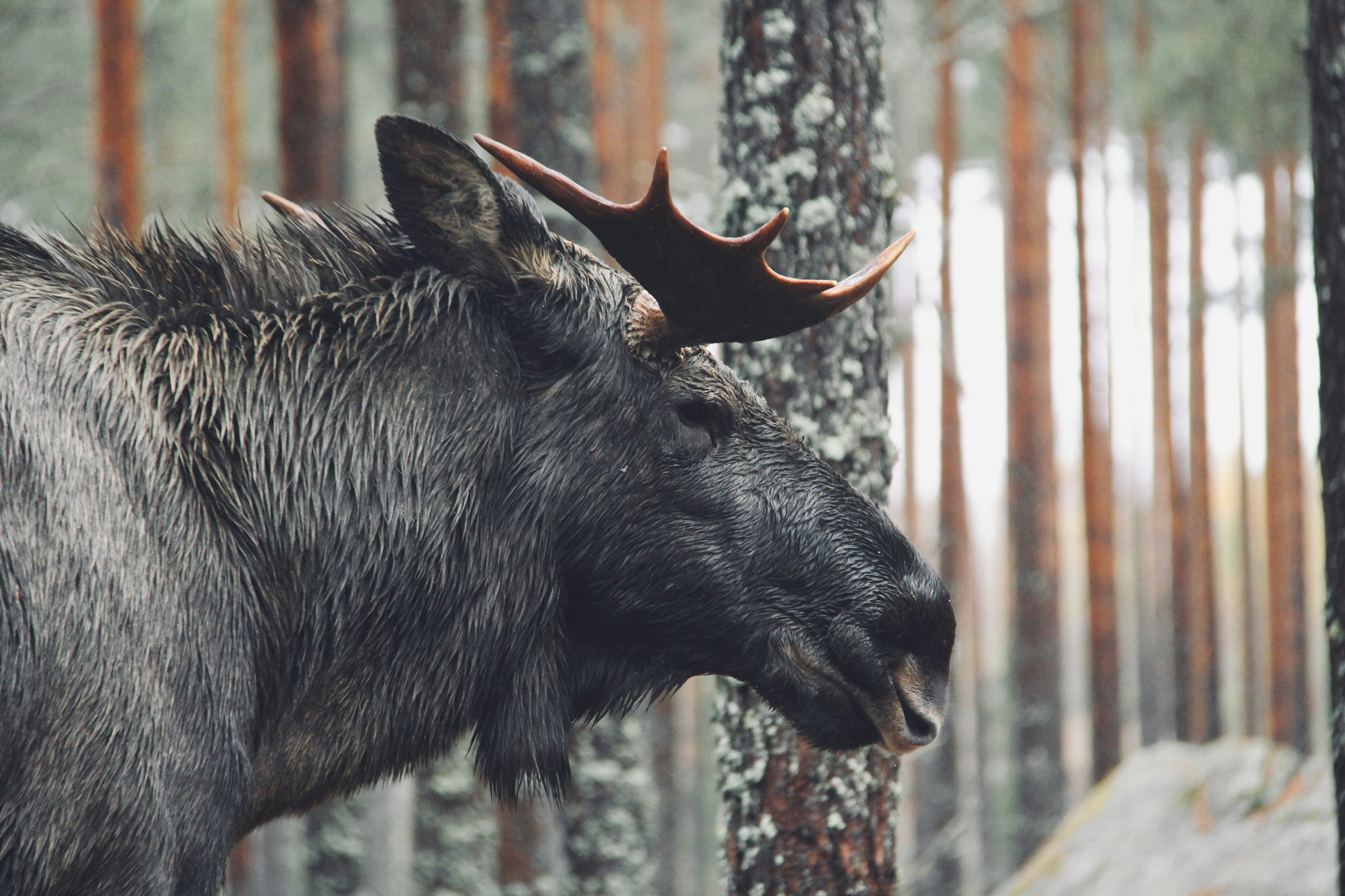 Foto Un alce con cuernos parado en un bosque – Imagen Alce gratis en ...