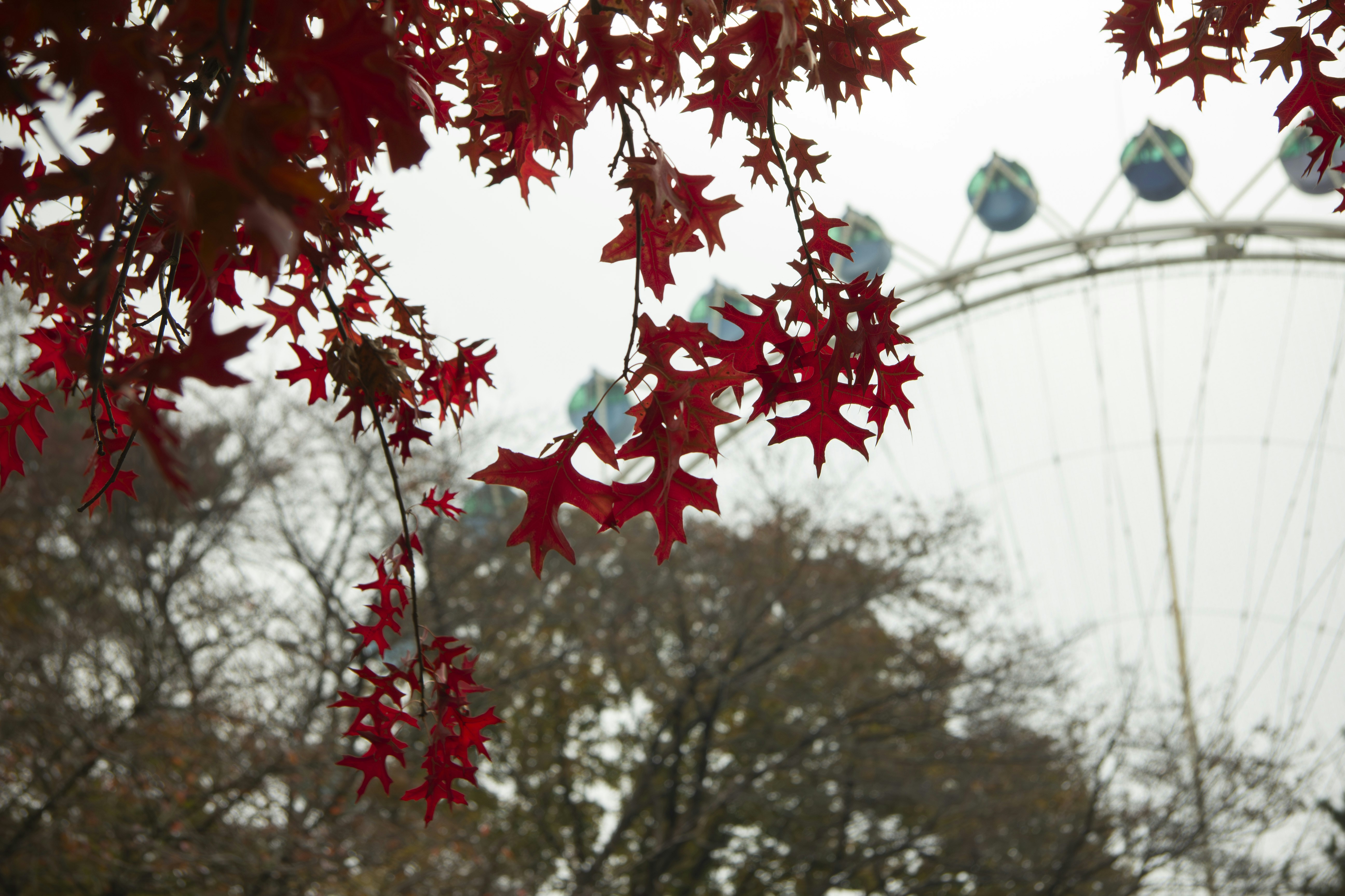 Autumn's Embrace on the Ferris Wheel