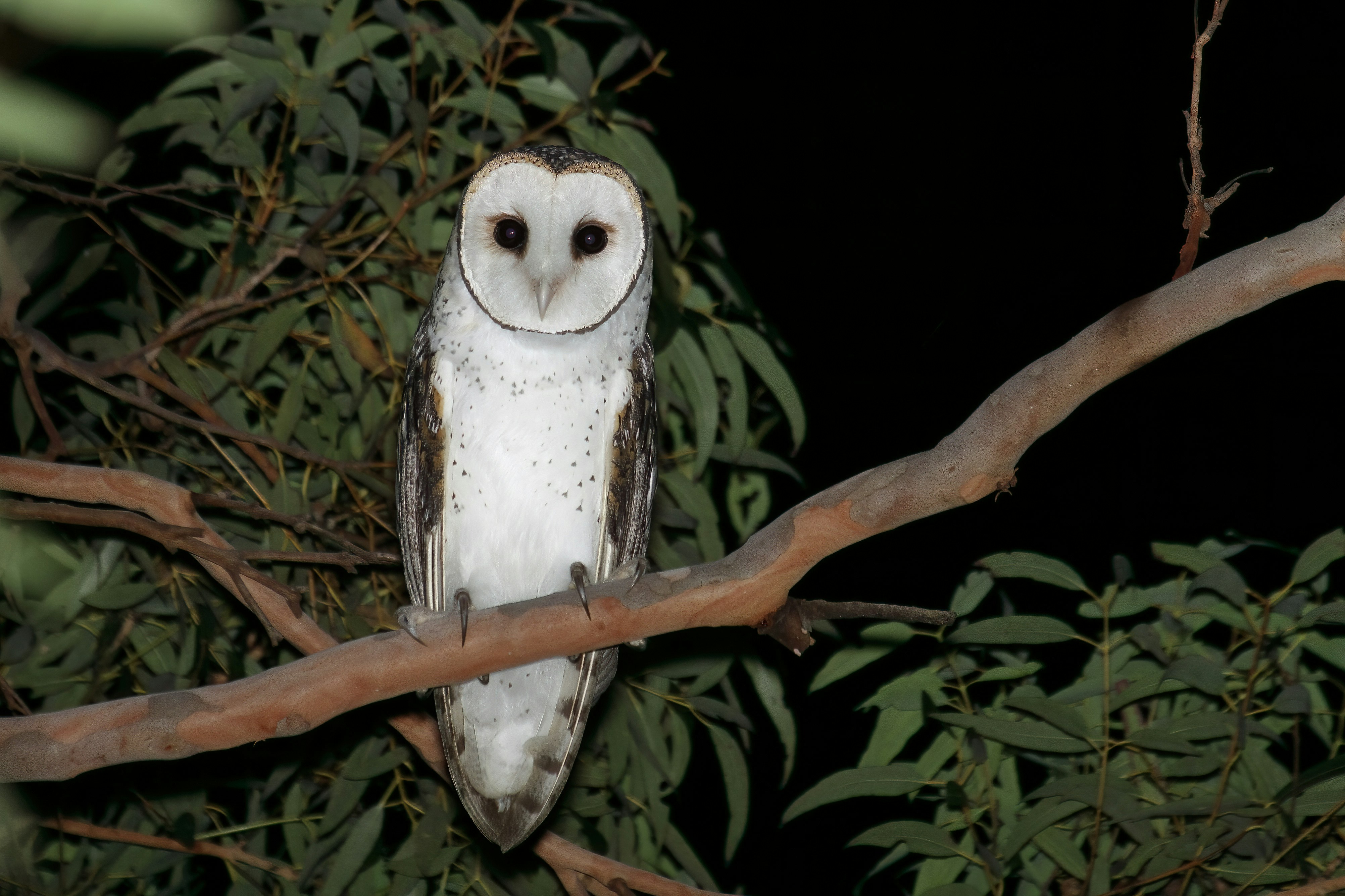Masked owl perched on a branch against a dark backdrop, surrounded by eucalyptus leaves.