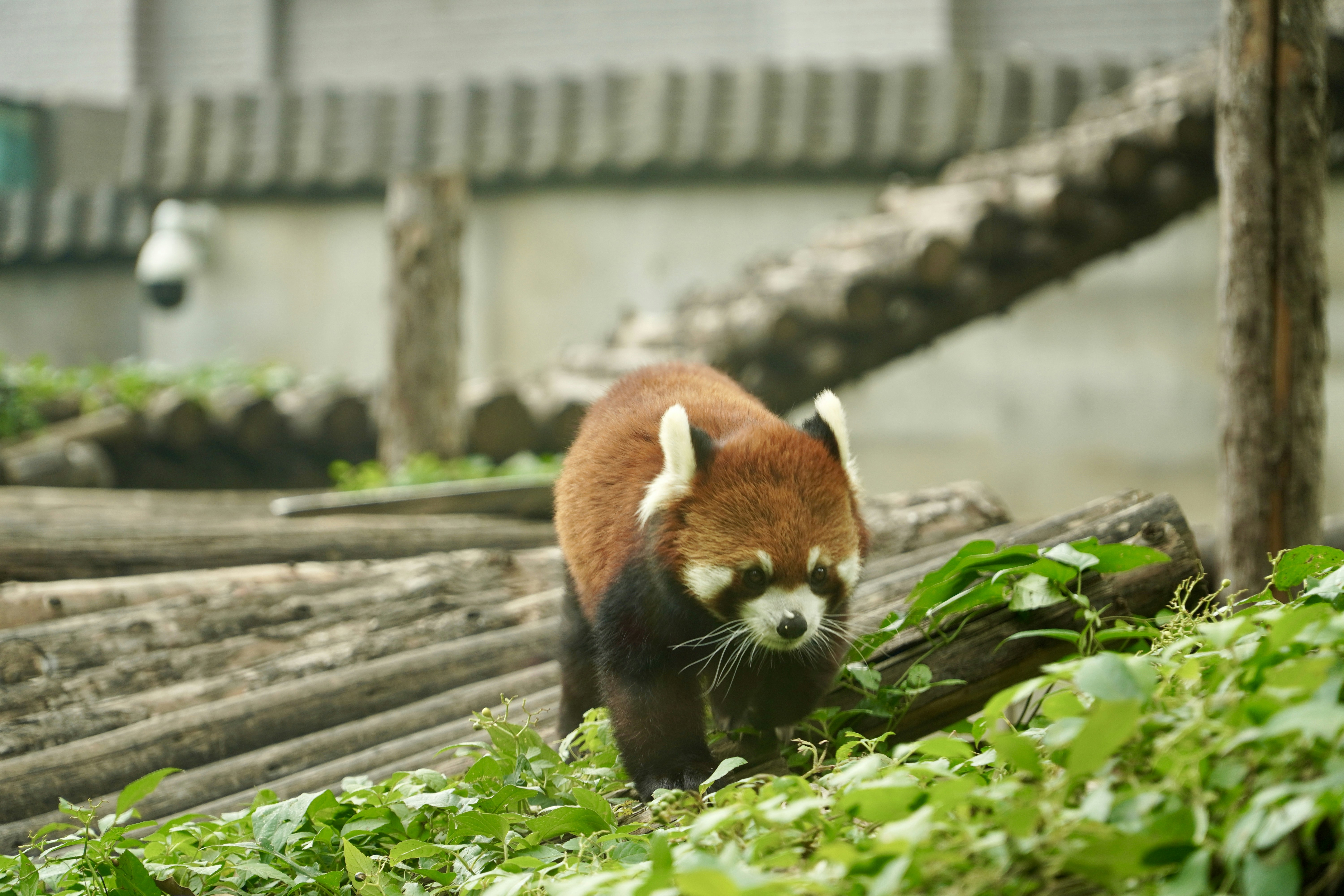 A red panda walking through a lush green forest photo – Free Beijing ...