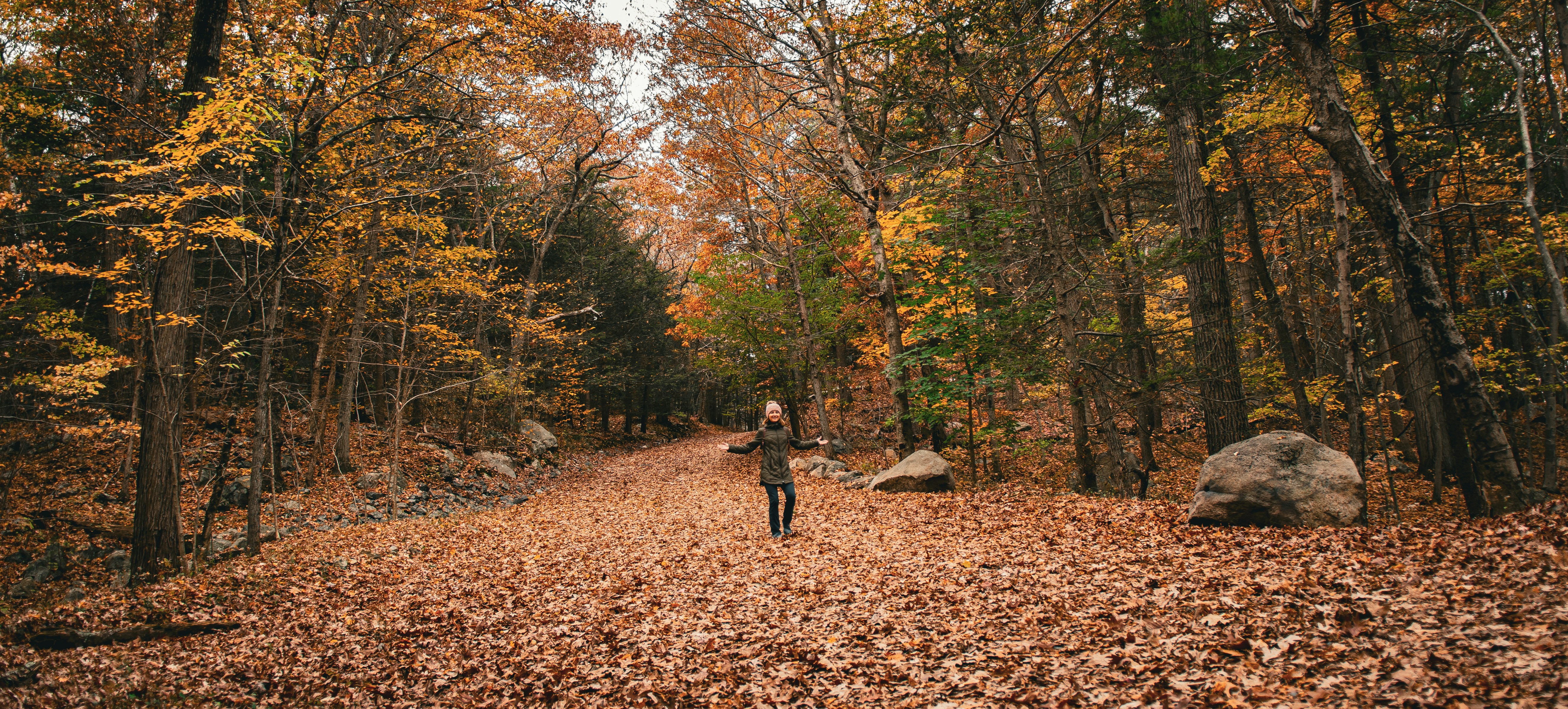 Autumn Stroll Through a Woodland Path