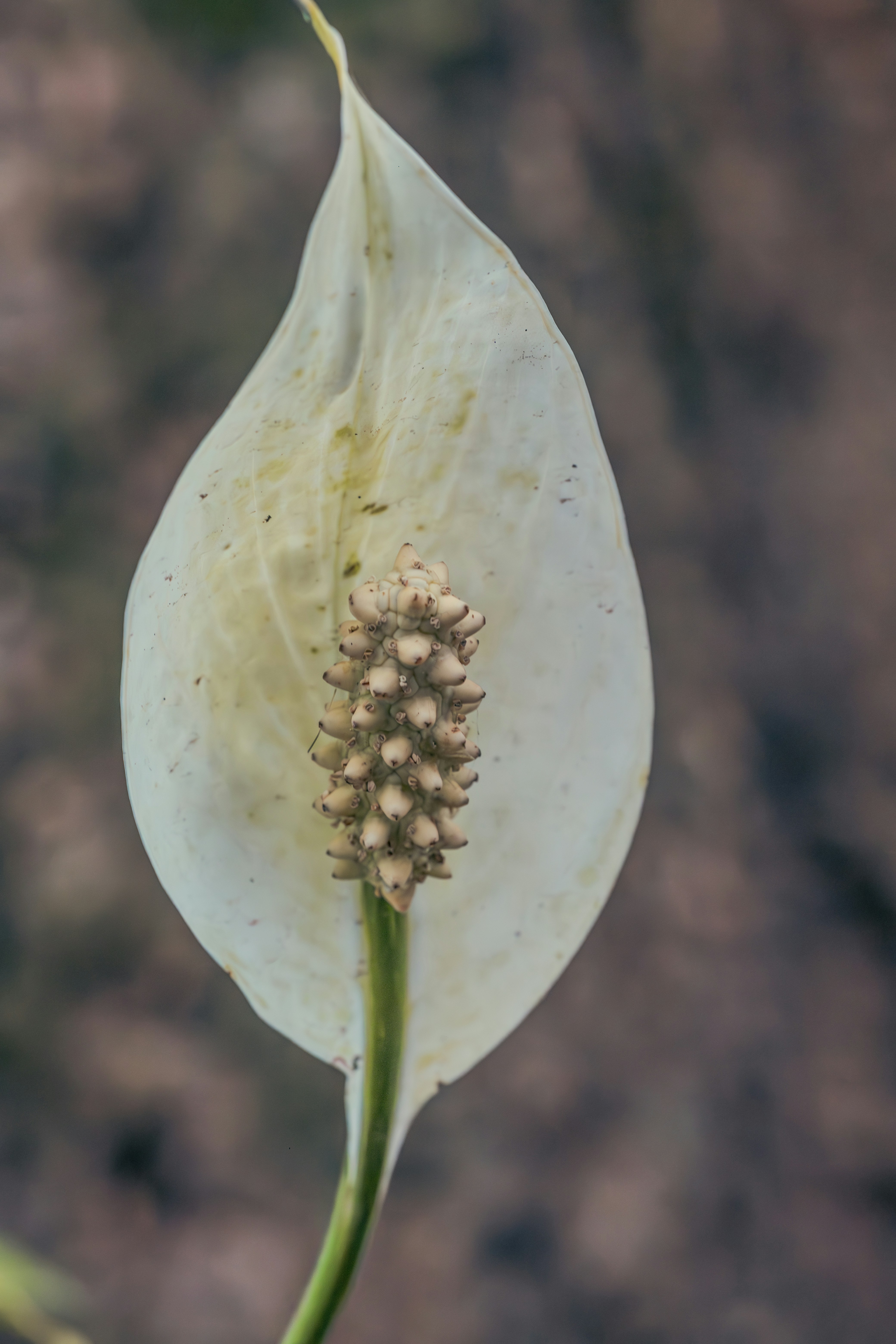 Whisper of White: Close-up on a solitary calla spathe and pale spadix