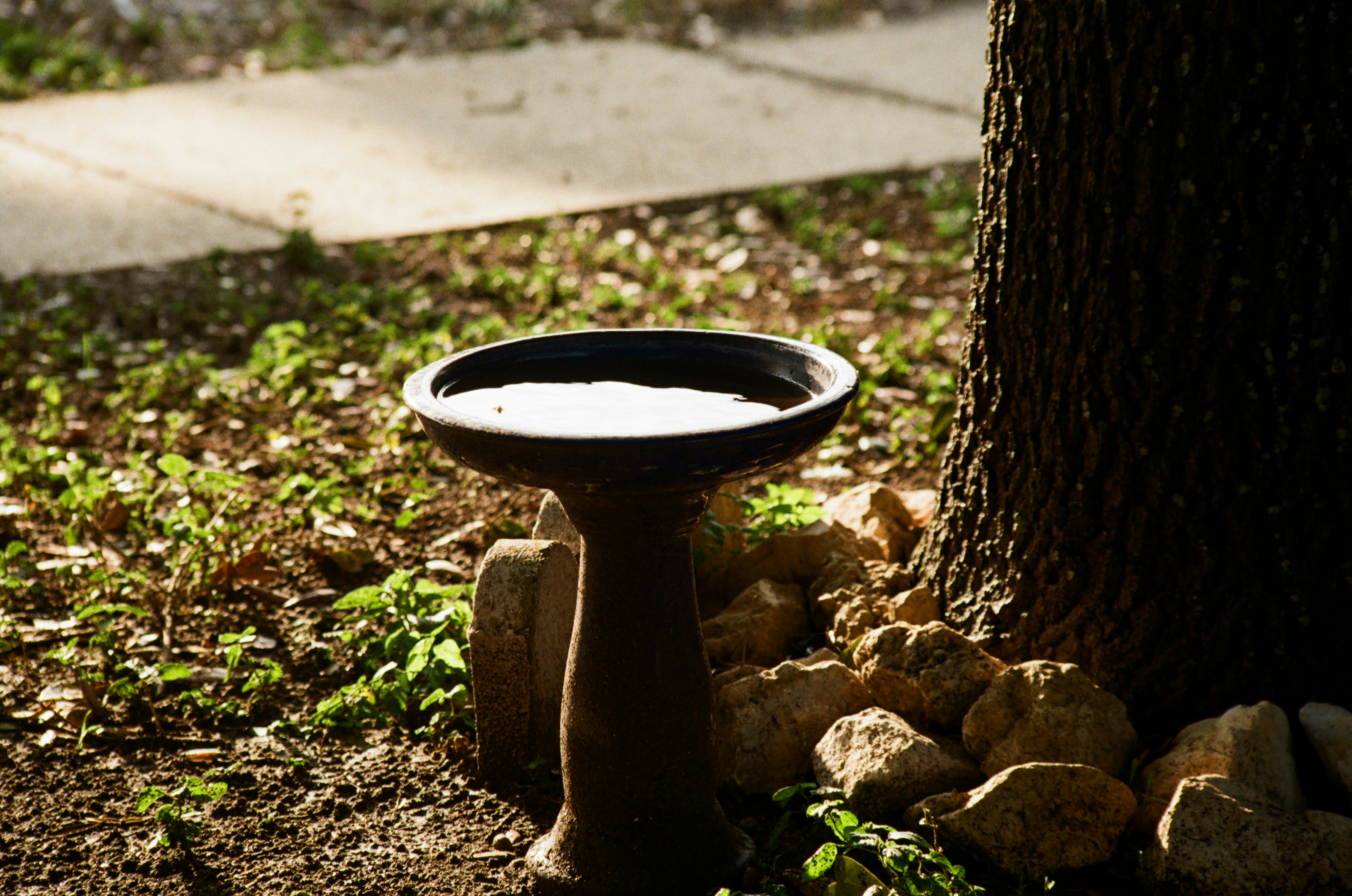 A bird bath sitting next to a tree photo – Free Birdbath Image on Unsplash