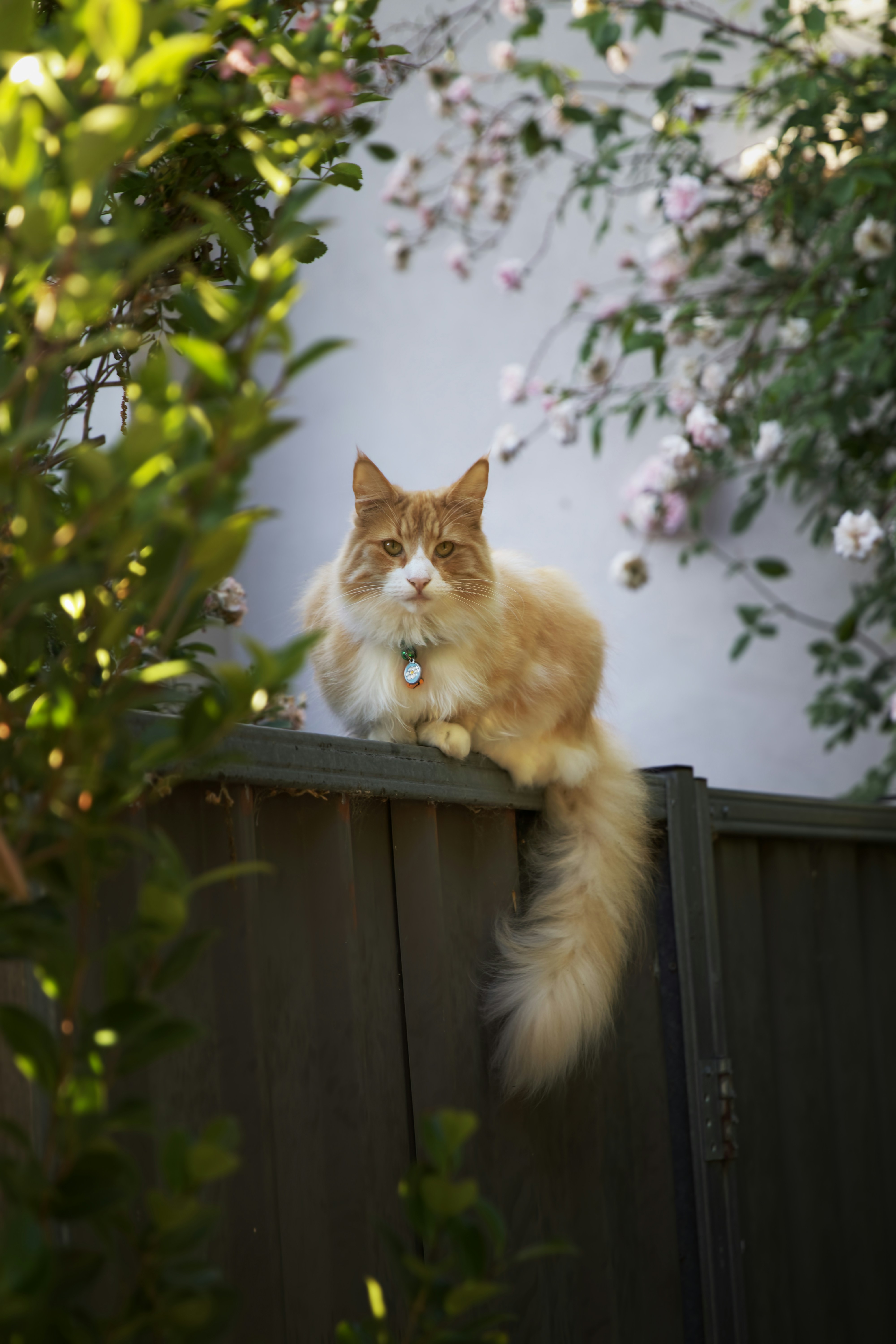 Sunlit Feline on a Garden Gate: Orange Fur and Blooming Vines