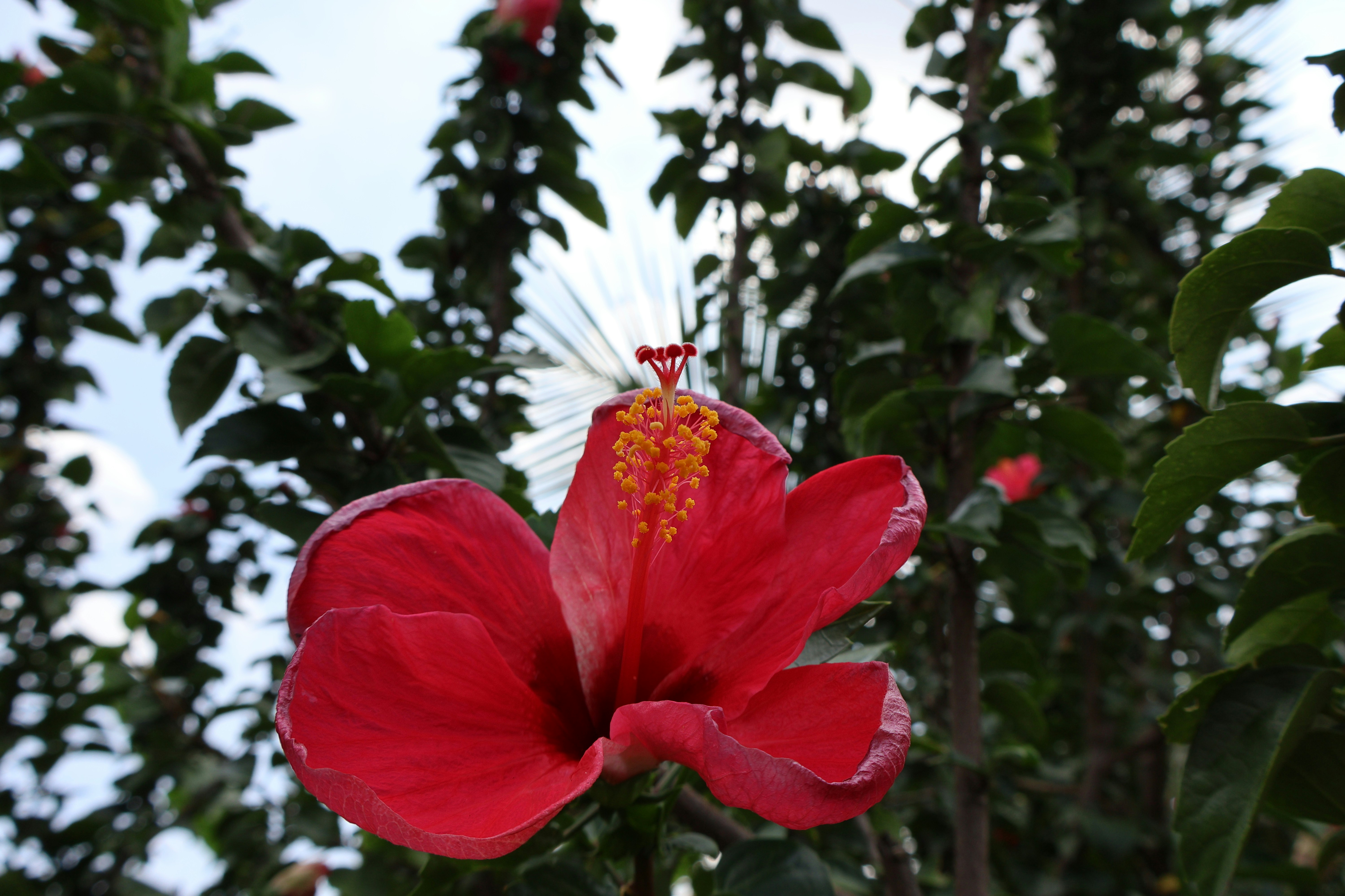 Crimson Hibiscus Reigns Against a Lattice of Foliage
