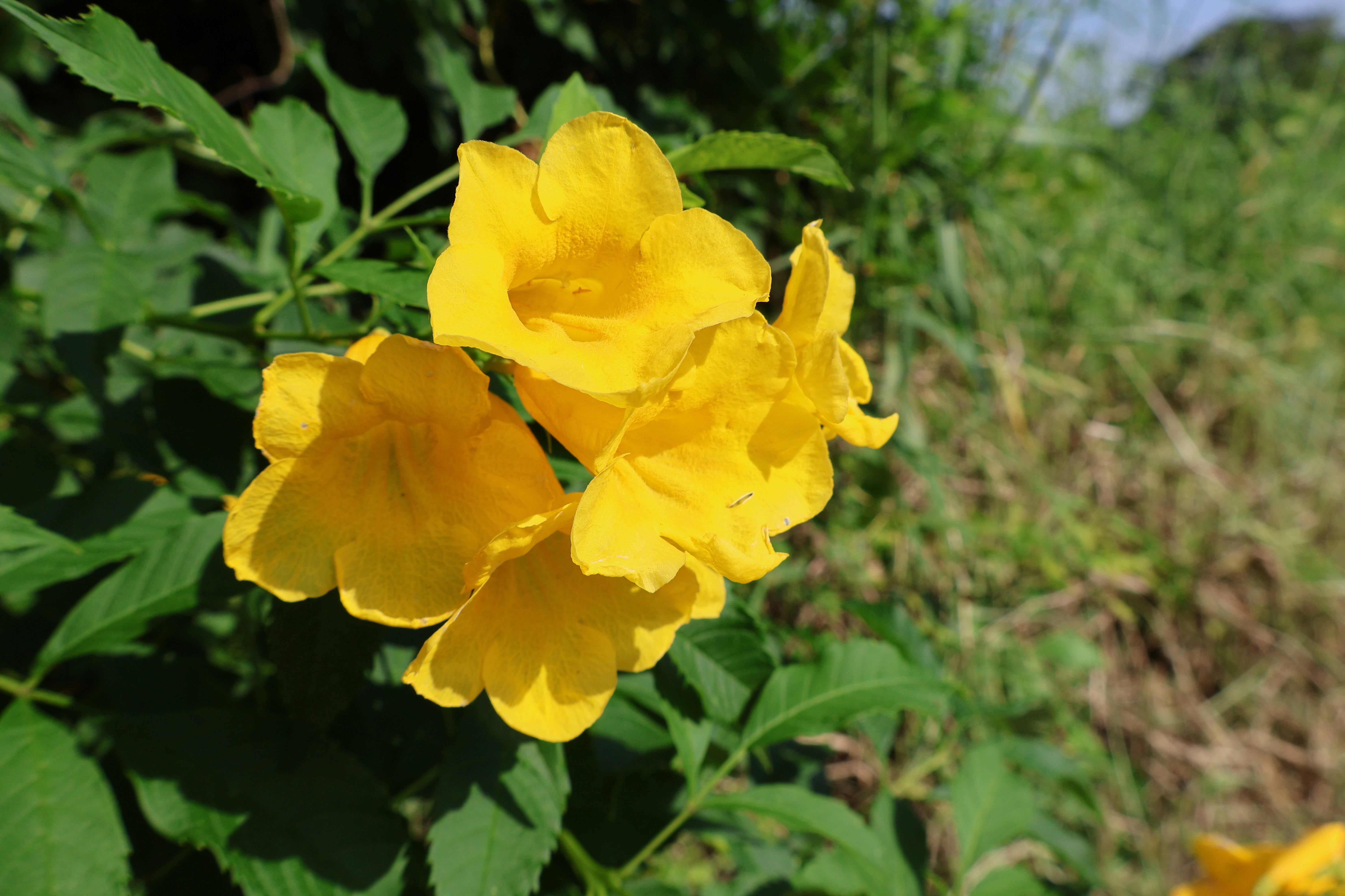 Sunlit Yellow Trumpet Bloom in a Quiet Garden