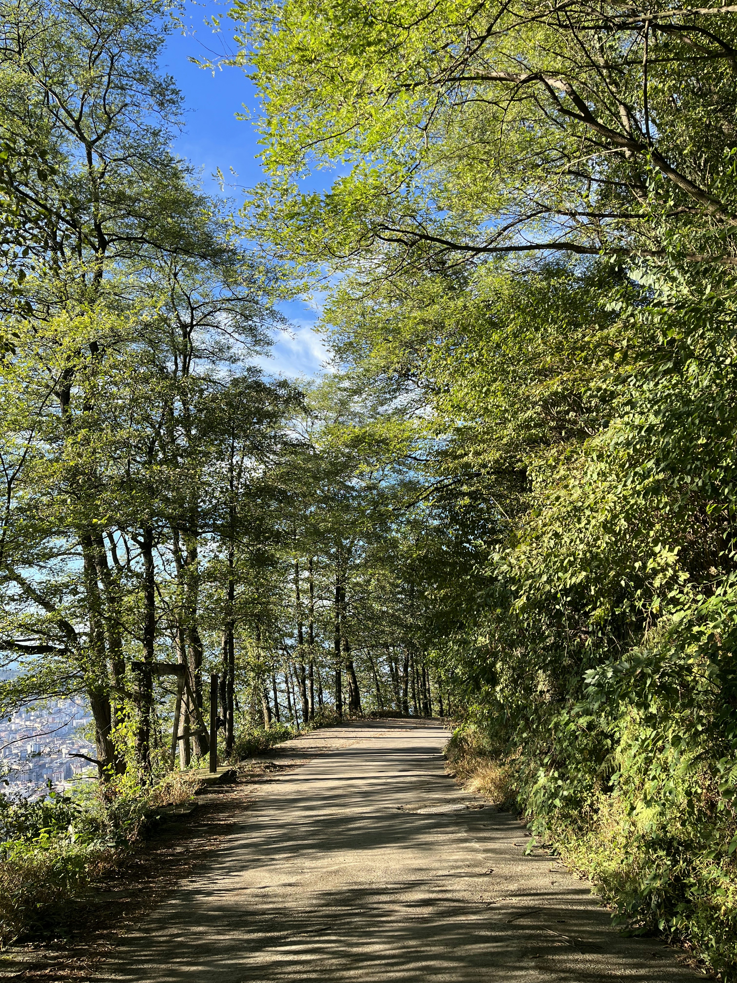 A dirt road surrounded by trees and water photo – Free Path Image on ...