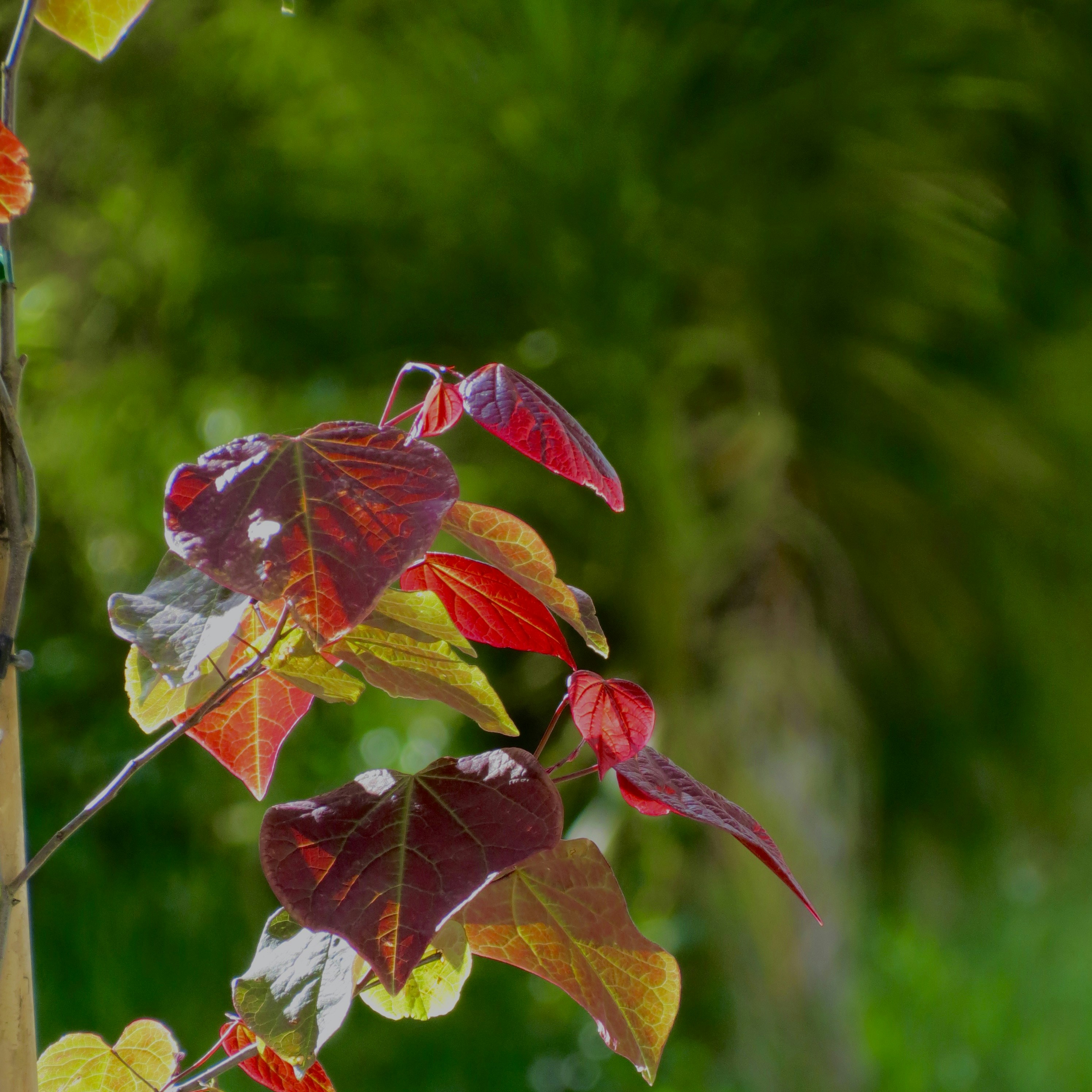 Close-up of multicolored autumn leaves on a slender vine, set against a soft green bokeh background. The composition emphasizes texture and color variation in the foliage.