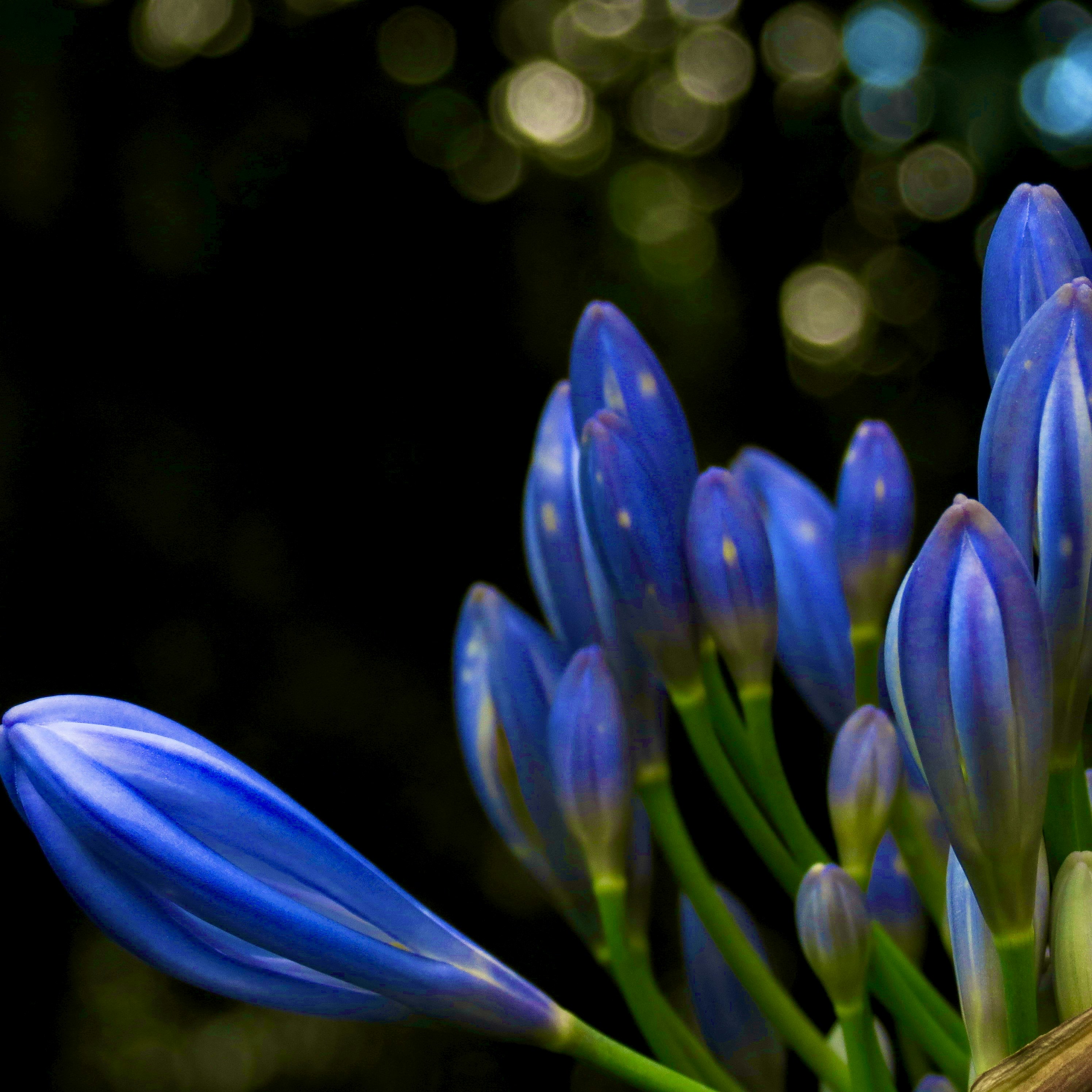 Sample photo from Canon PowerShot SX40 HS