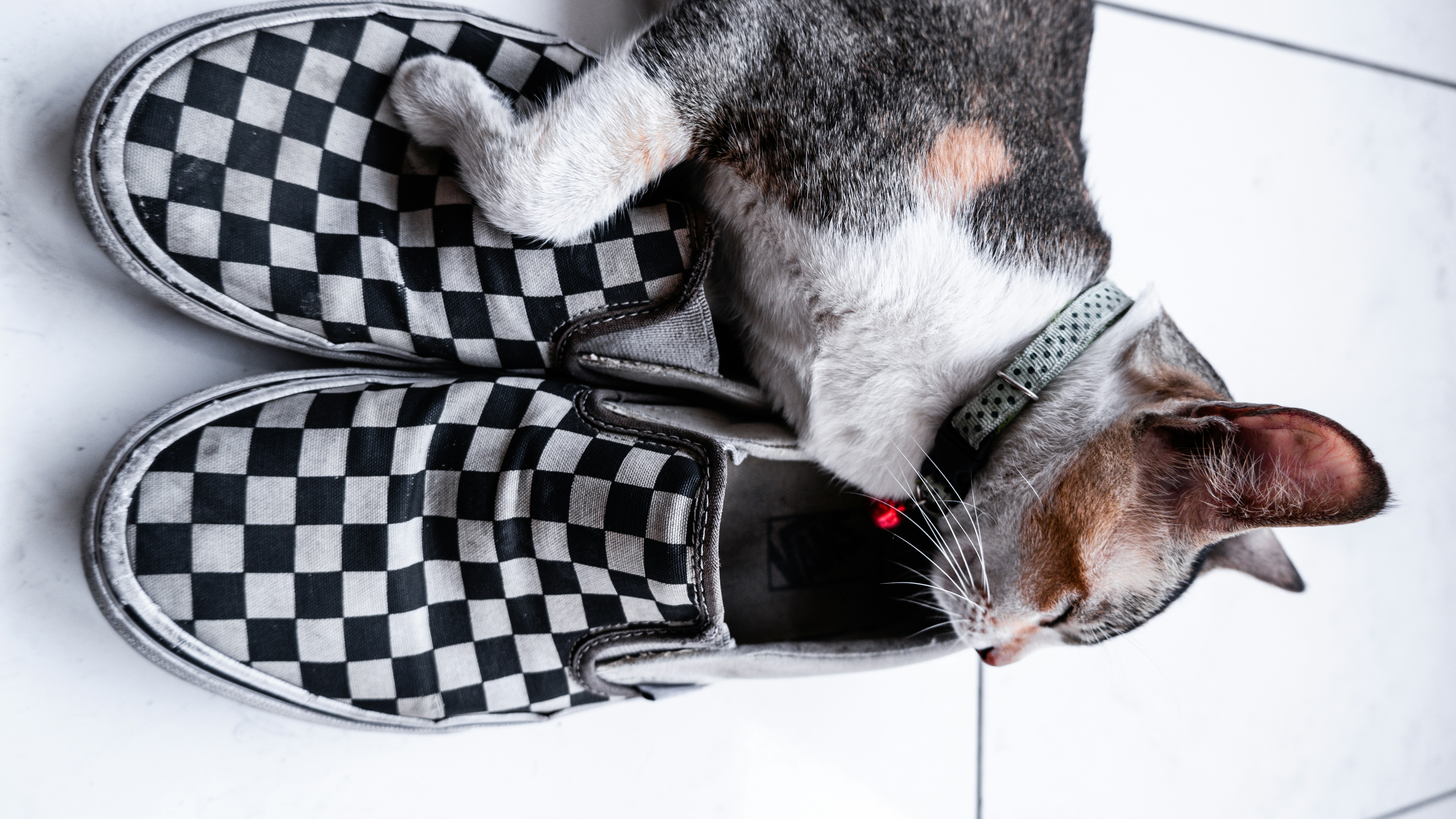 Nap Between Checkerboard Sneakers: A Cat's Quiet Moment on White Tile Floor