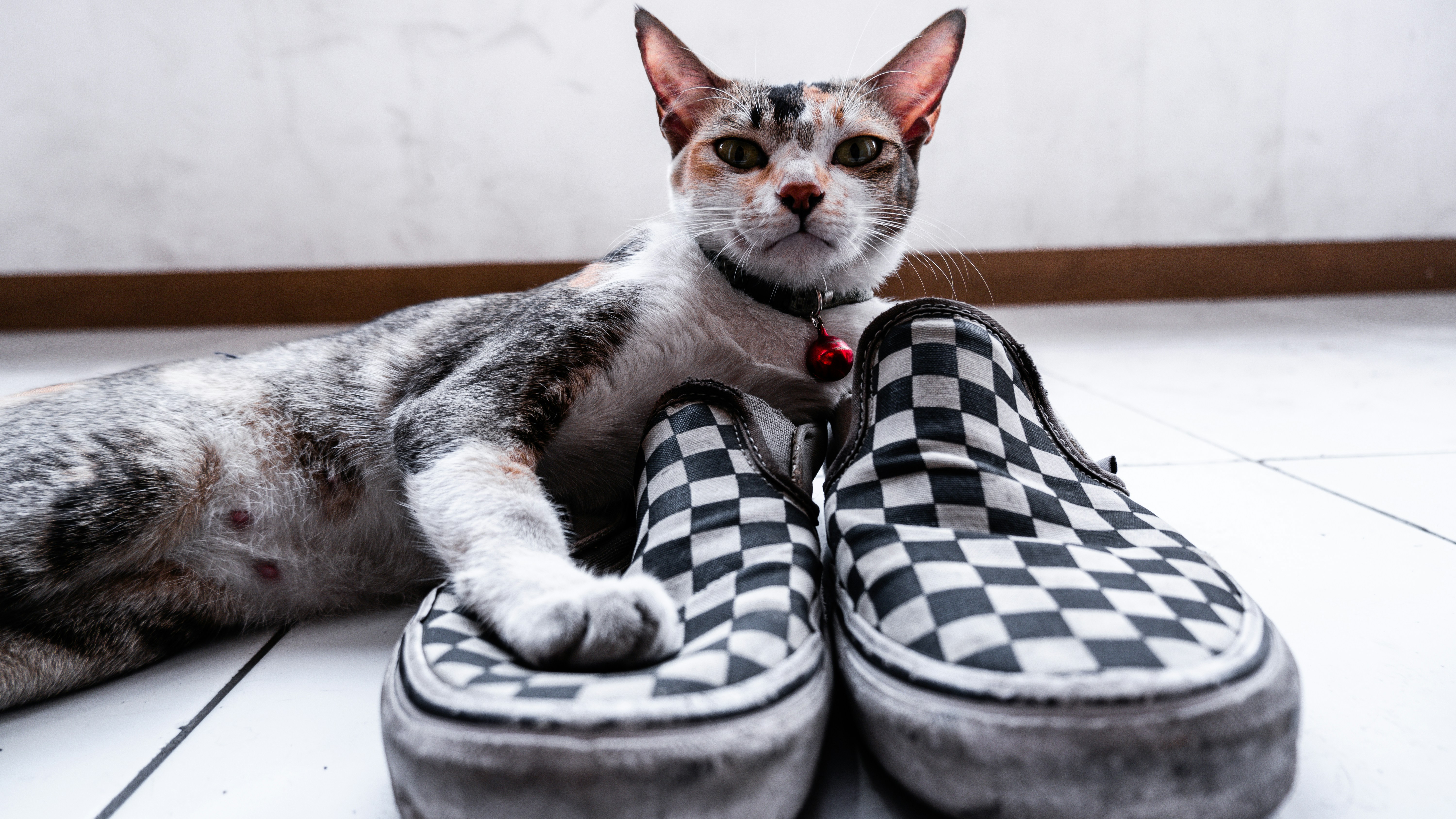Gaze Between Checkerboard Slippers: A Quiet Cat Moment