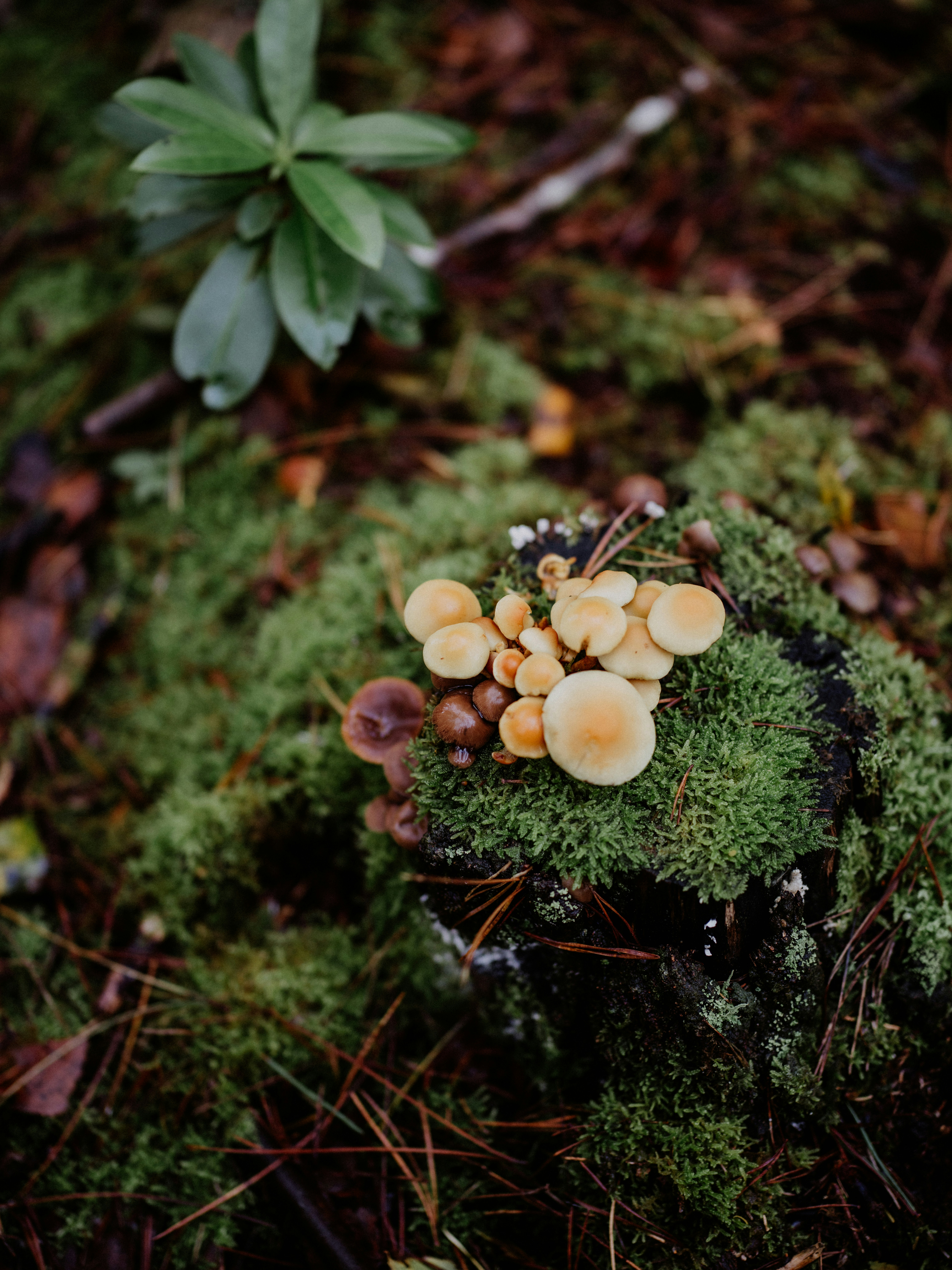 Golden Pincushions on Moss: a Quiet Forest Microscape