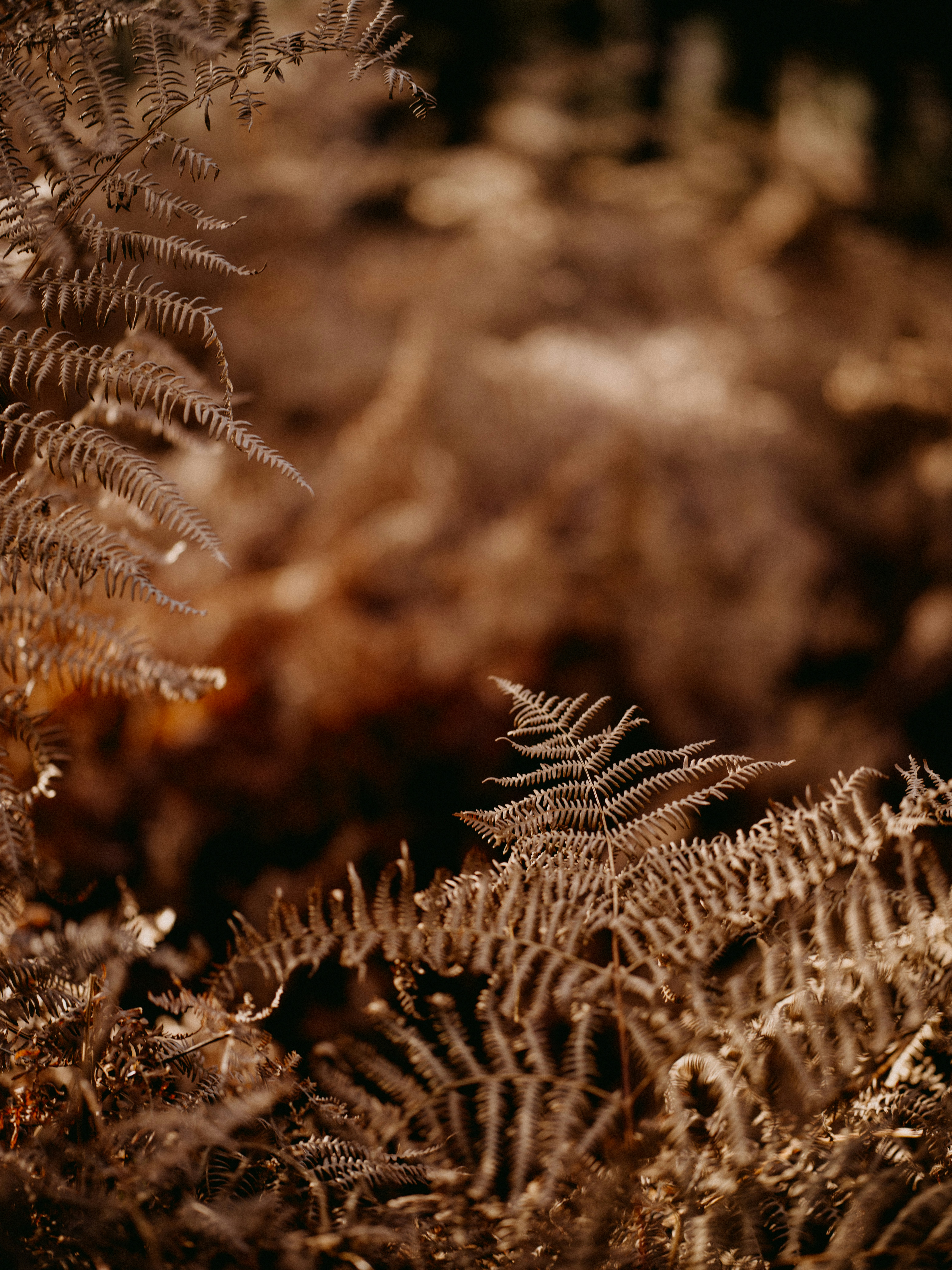 Photo by Annie Spratt with Hasselblad 907X 50C