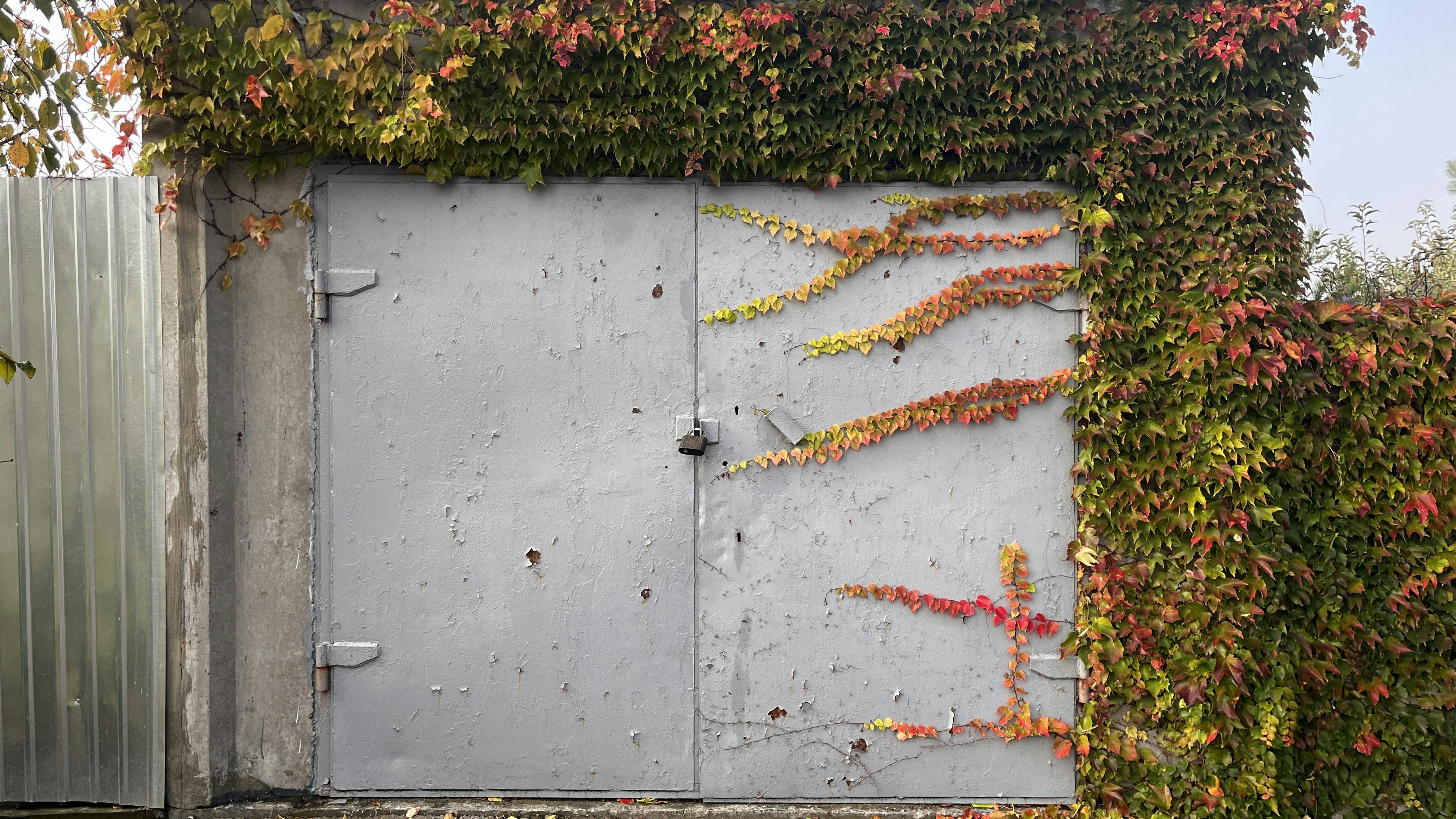 A gate covered in vines next to a building photo – Free Vine Image on ...