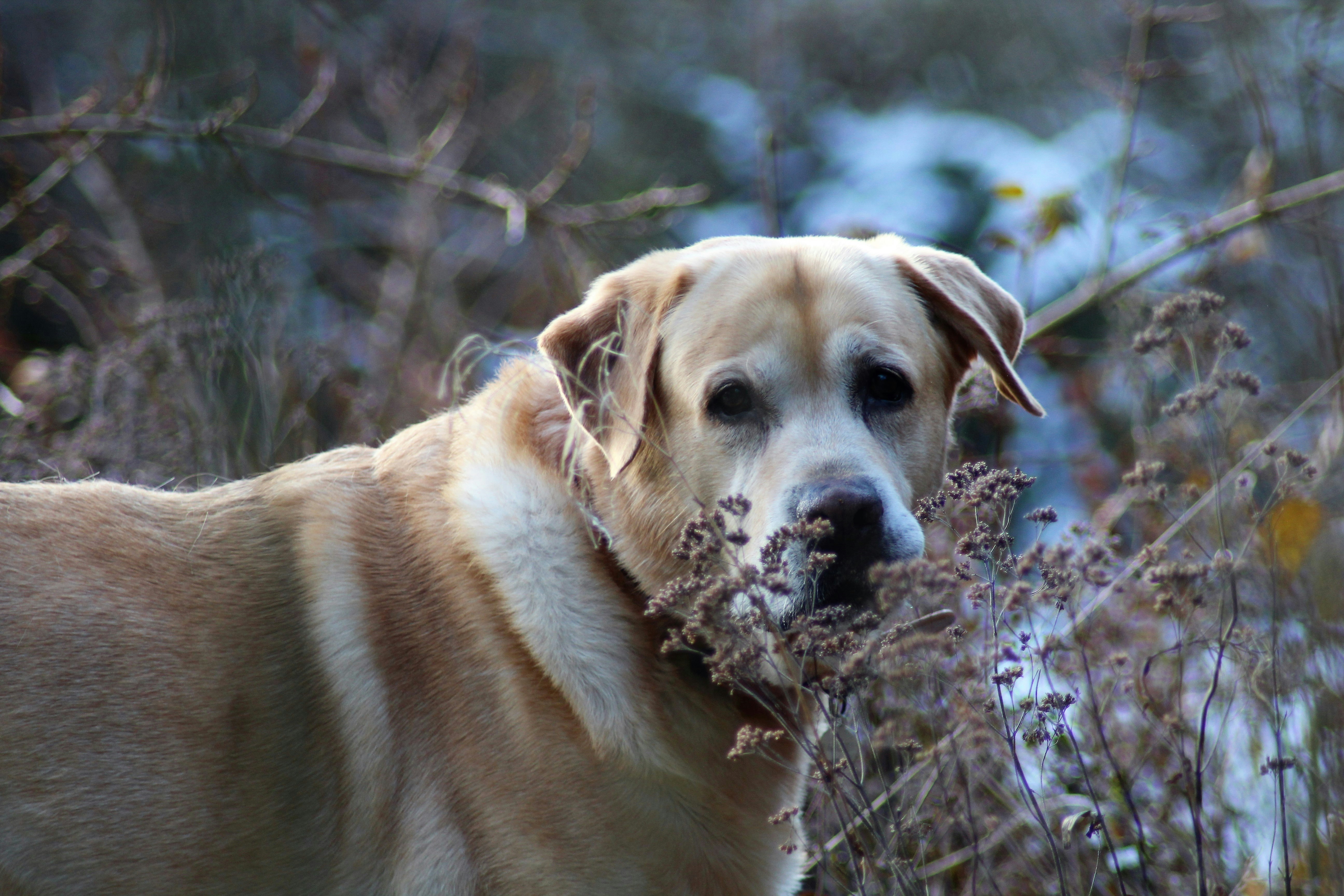 Winter Quiet: A Labrador's Gaze Through Frosted Stems