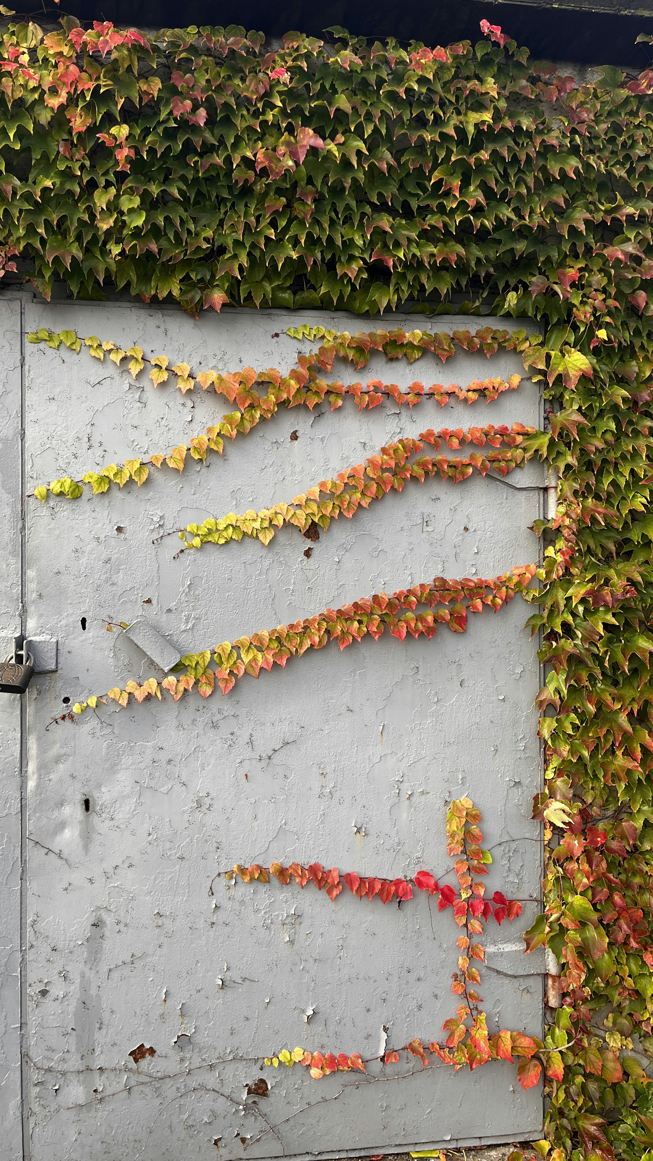 Vine-Printed Doorway: Autumn Colors Trail Across Weathered Metal