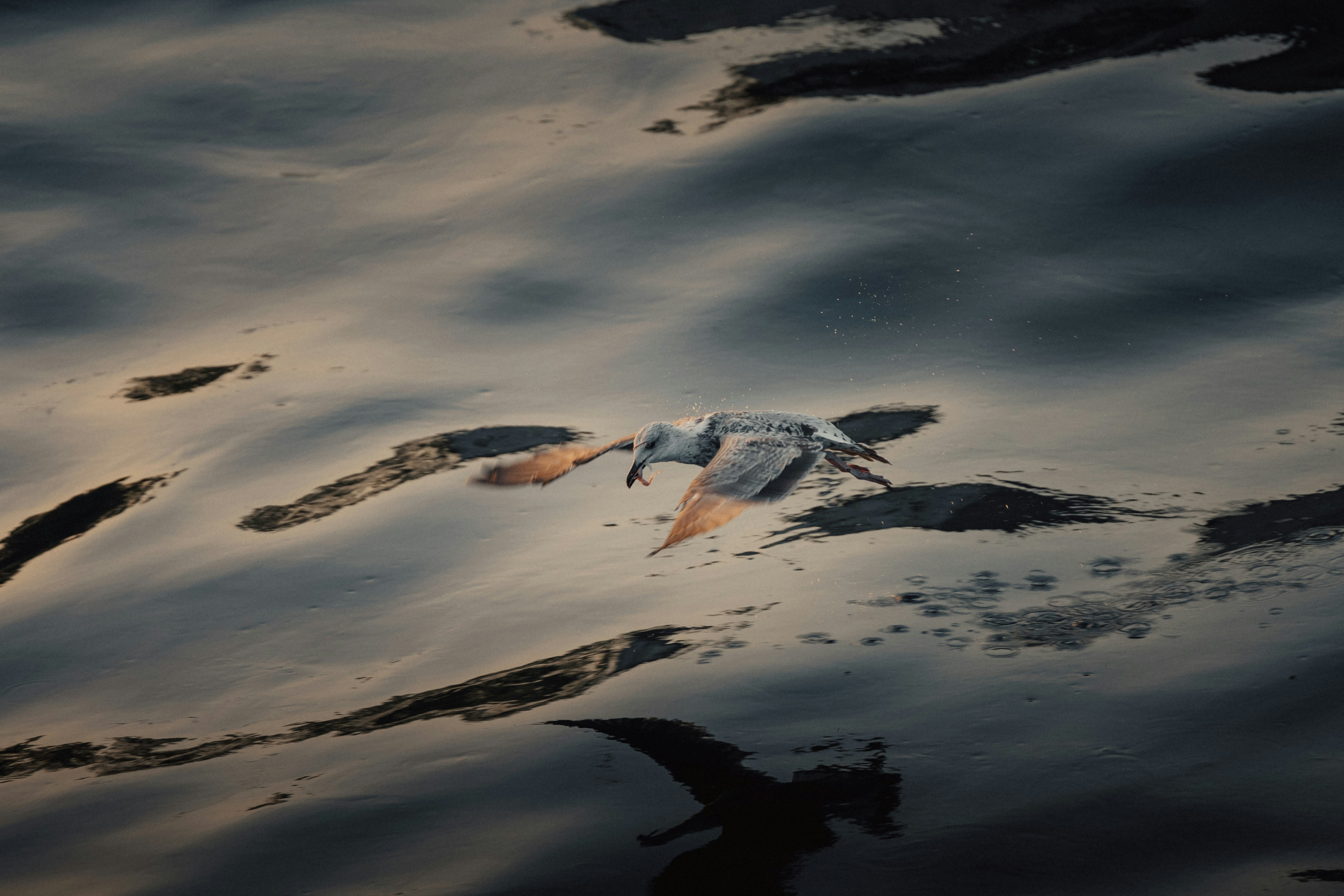Hidden Ember Beneath Dusk-Washed Water Surface