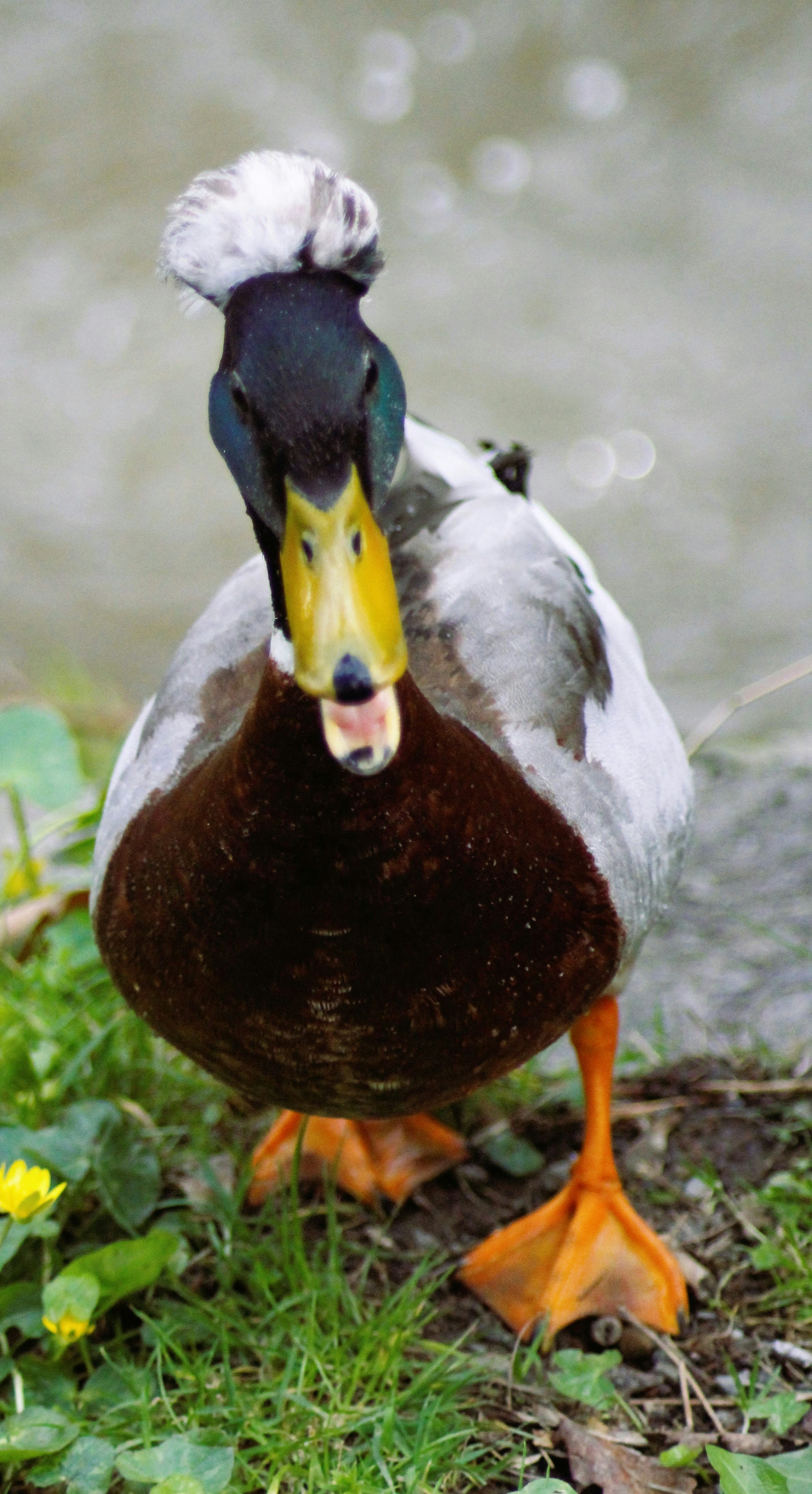 Direct Gaze at the Pond: A Mallard Stares Down the Lens
