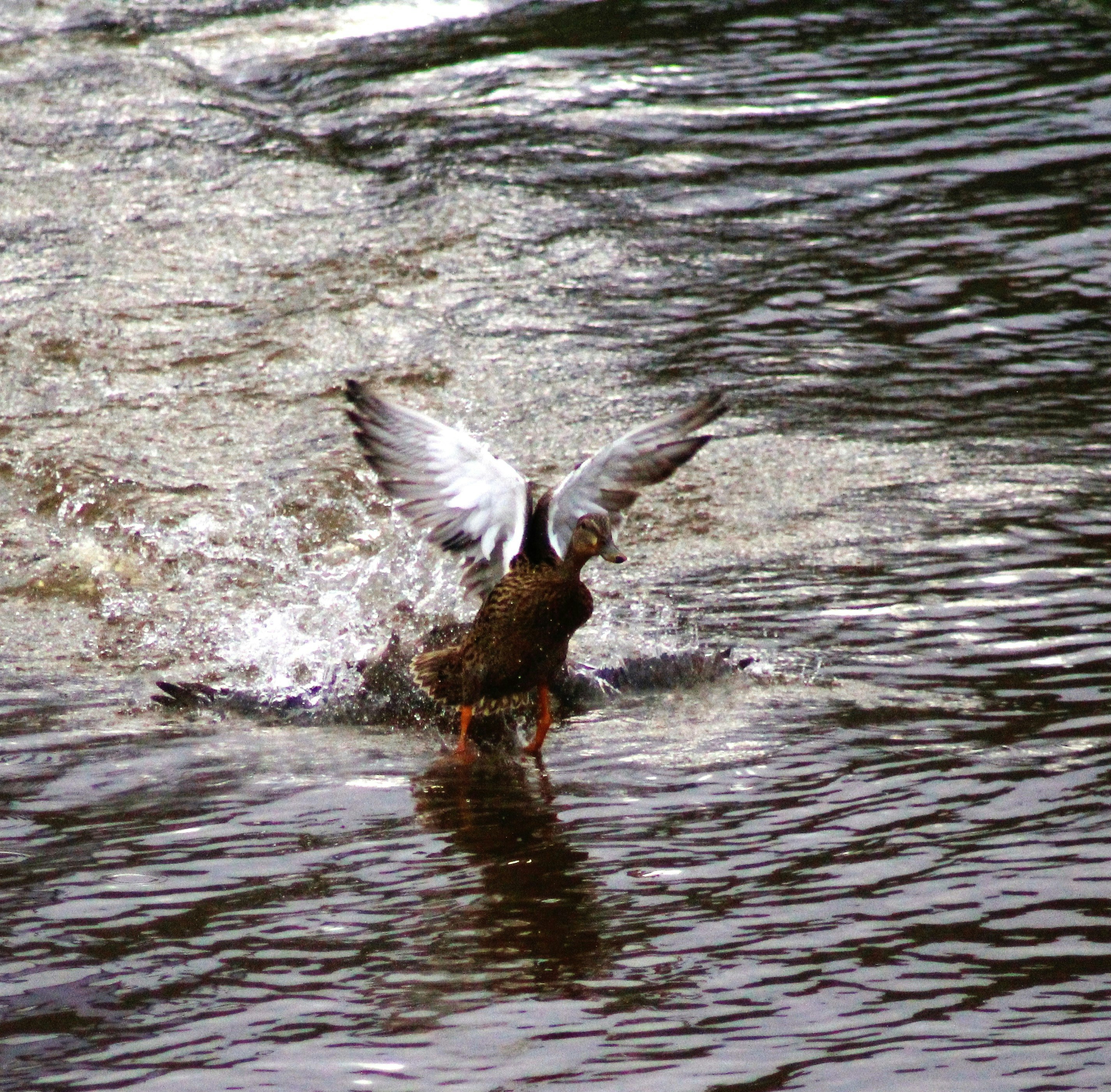 Photo by diego fabra with Canon EOS 1200D