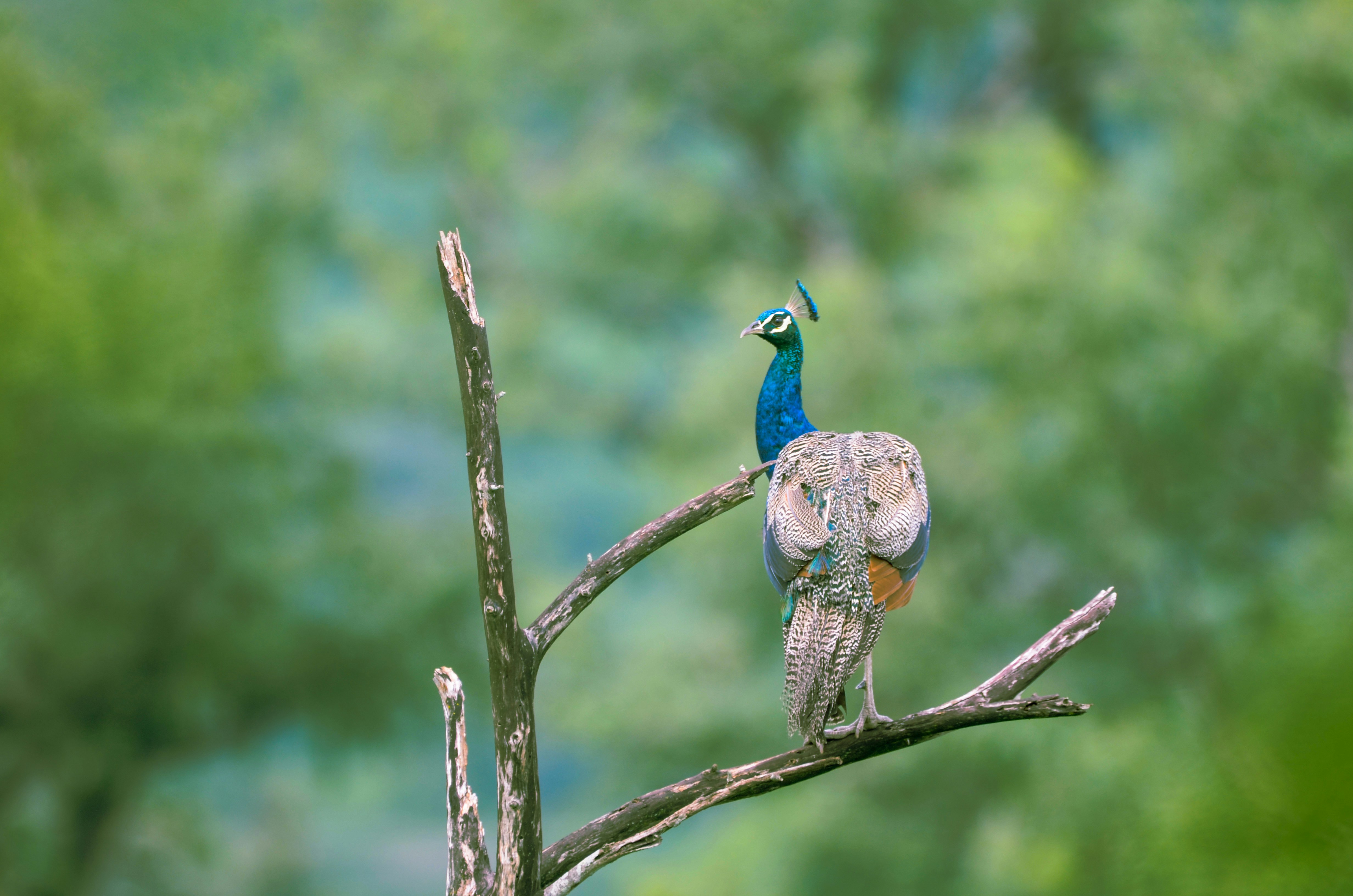 Iridescent Sentinel: Peacock Perched on a Weathered Branch Against Emerald Backdrop