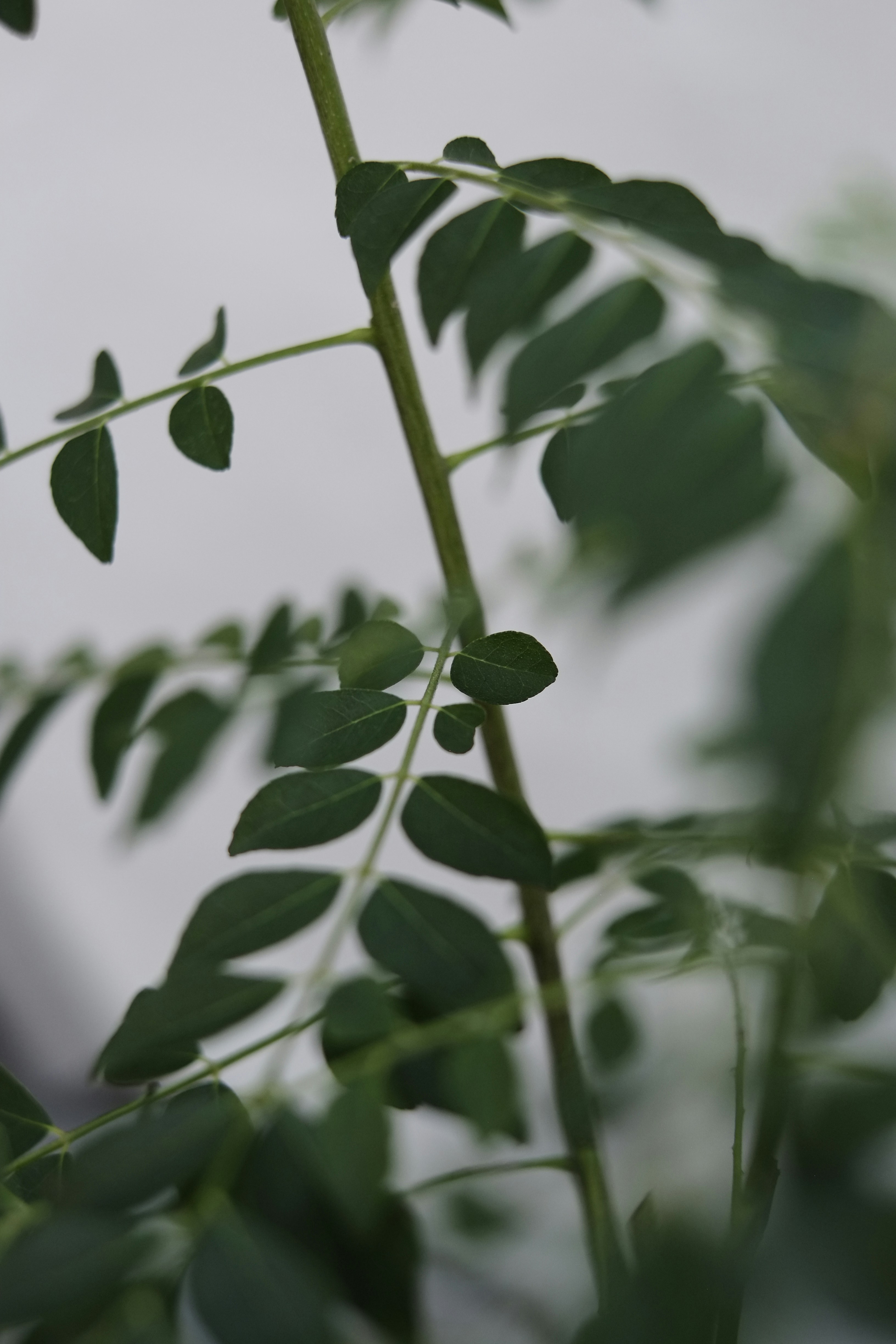 Vine Tendrils in Soft Focus