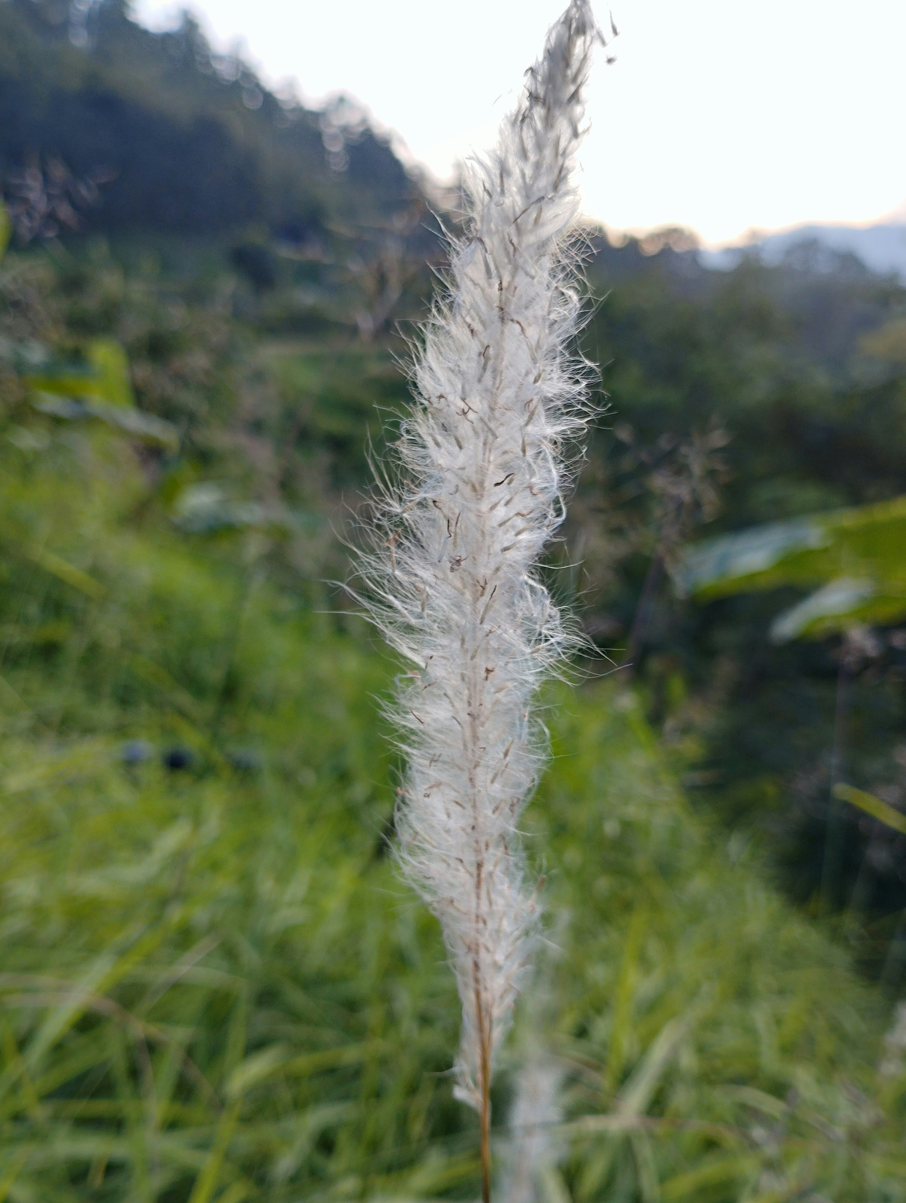 Close-up photograph of a white grass seed plume in a sunlit meadow, with a blurred green landscape in the background.