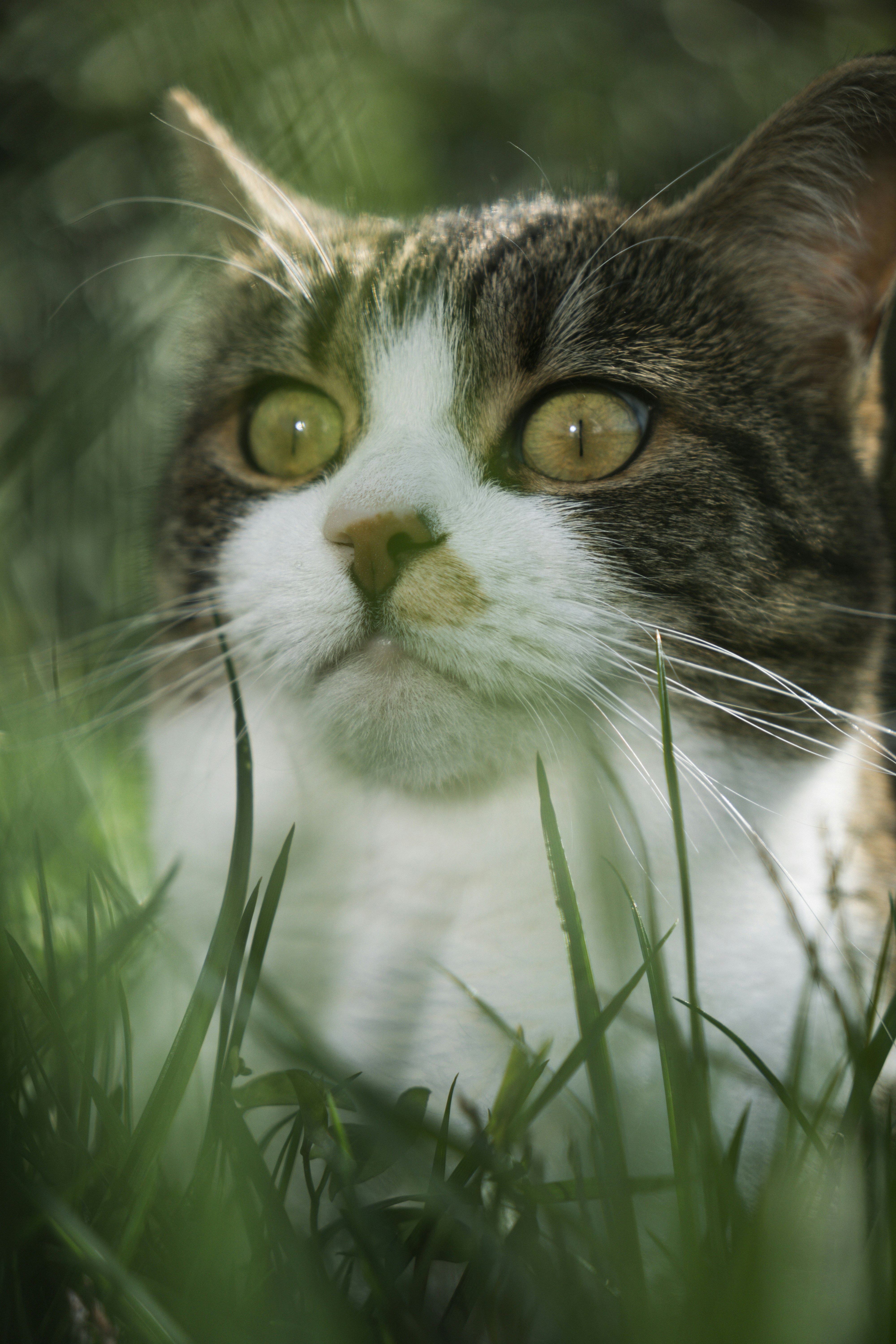 Emerald Gaze: A Close-Up of a Cat in Sunlit Grass