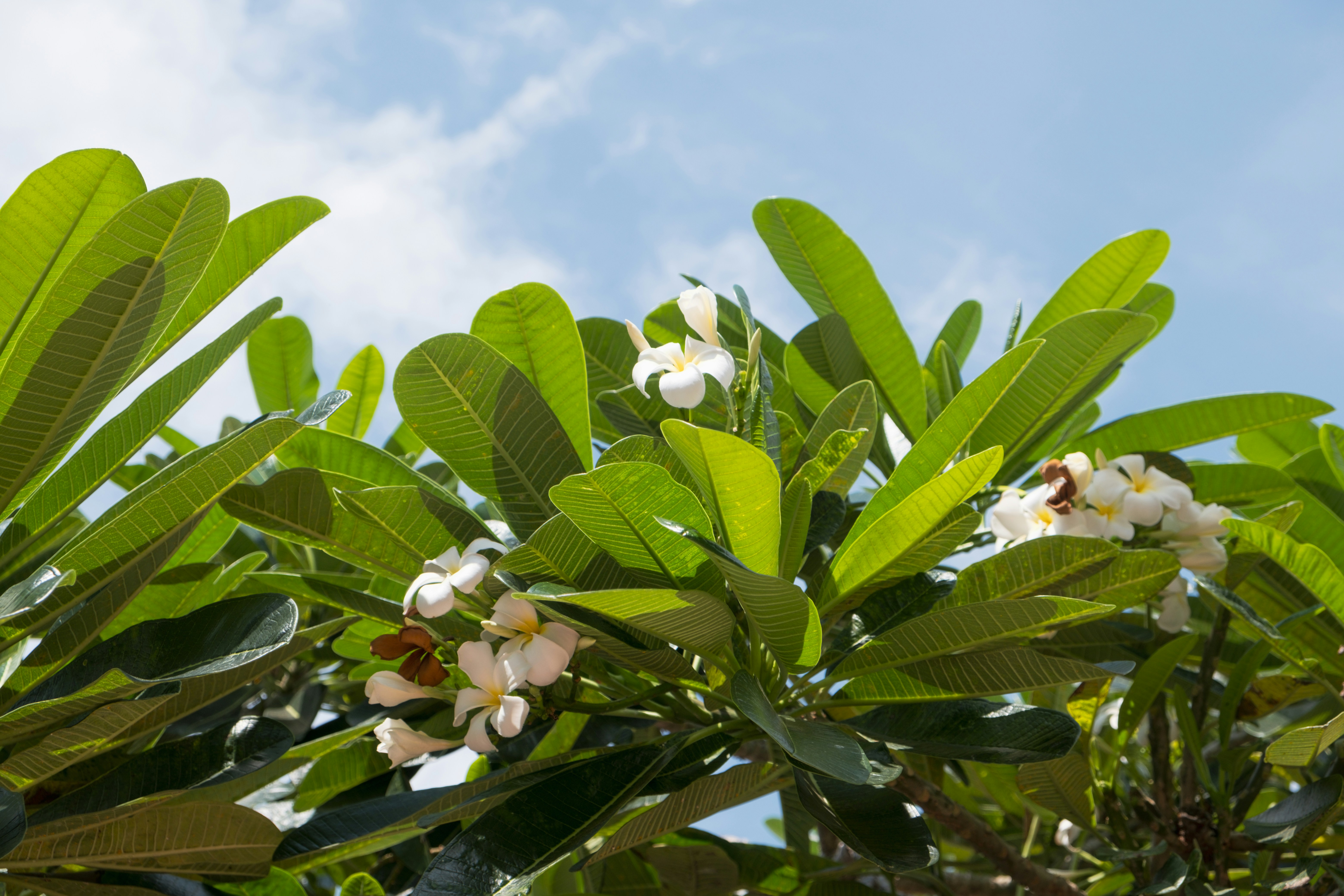 A tree with white flowers and green leaves photo – Free 태국 방콕 도시권 pom ...