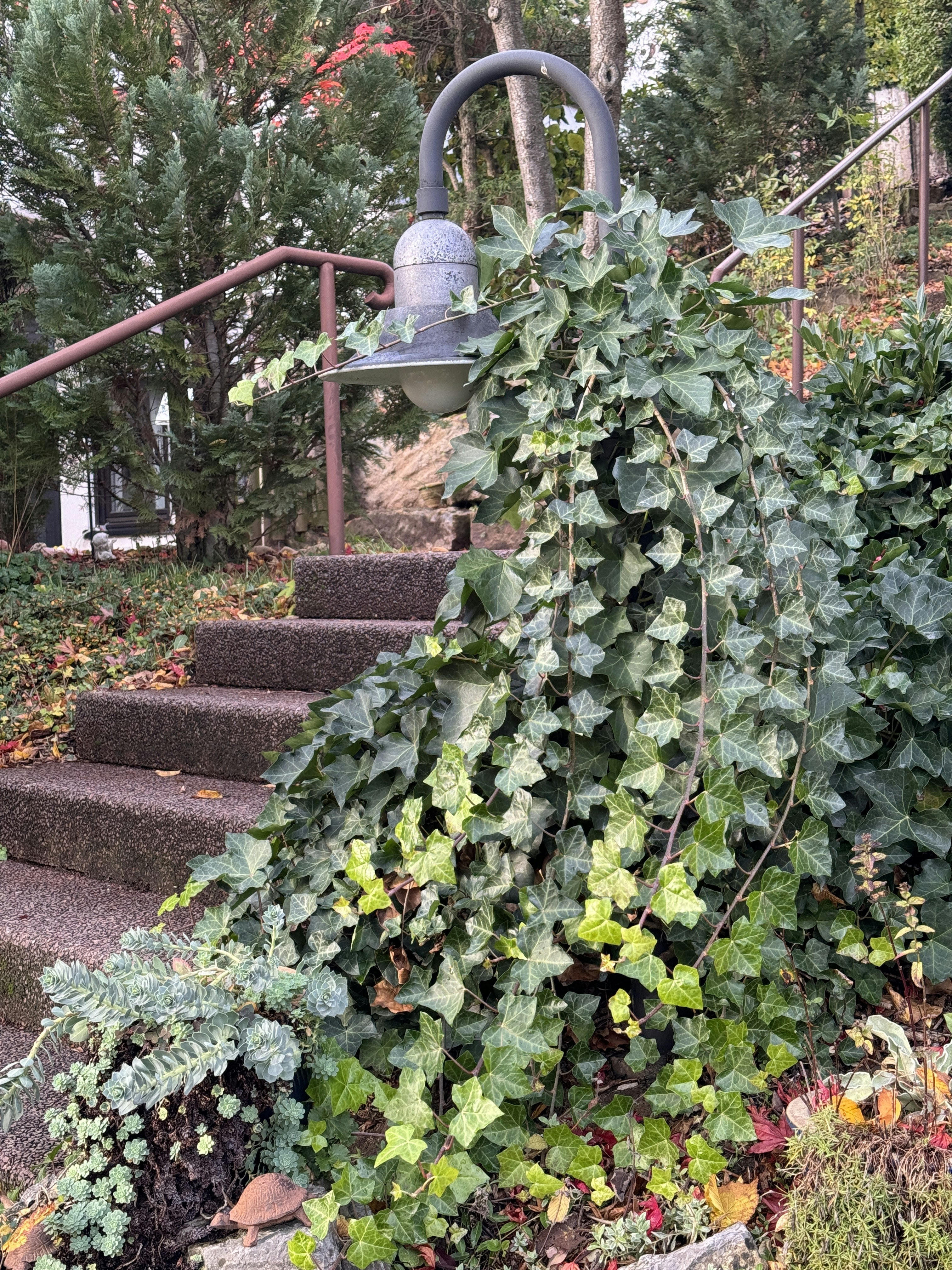 A bunch of plants that are on some steps photo – Free Bell Image on ...