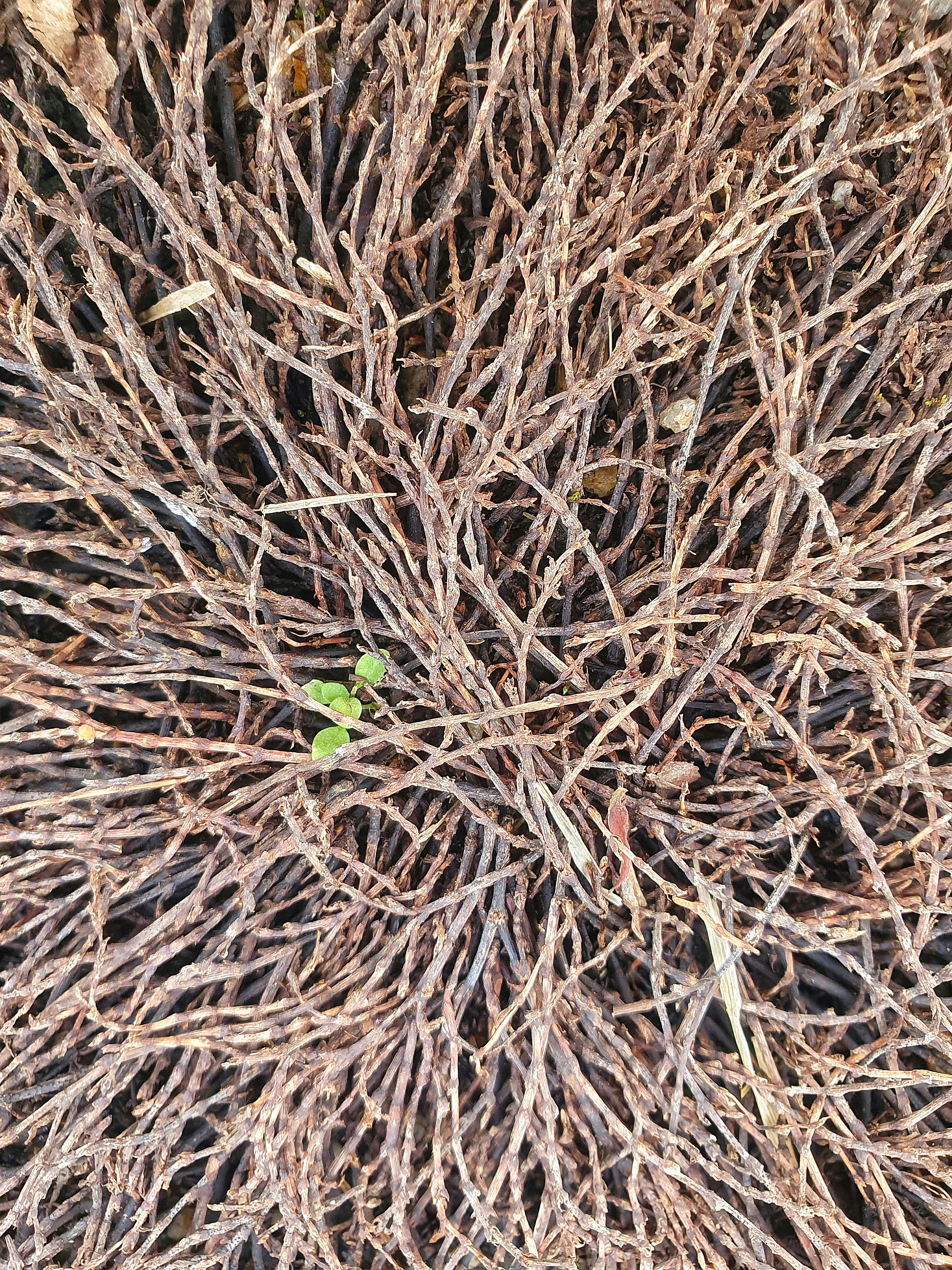 Lone Green Sprout at the Heart of a Tangled Twig Web