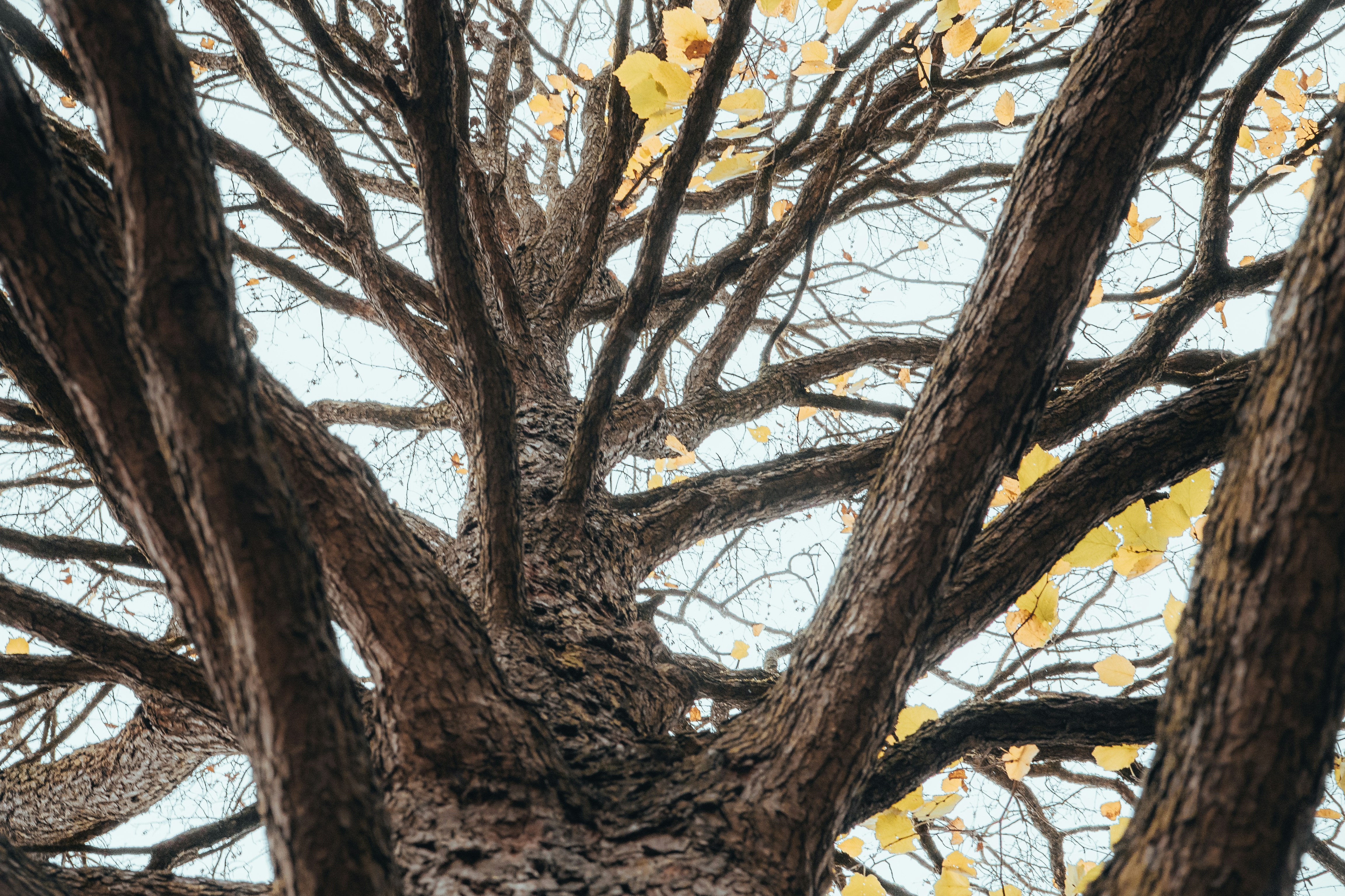 Core Haven - by Drew Faraday - Drew's View