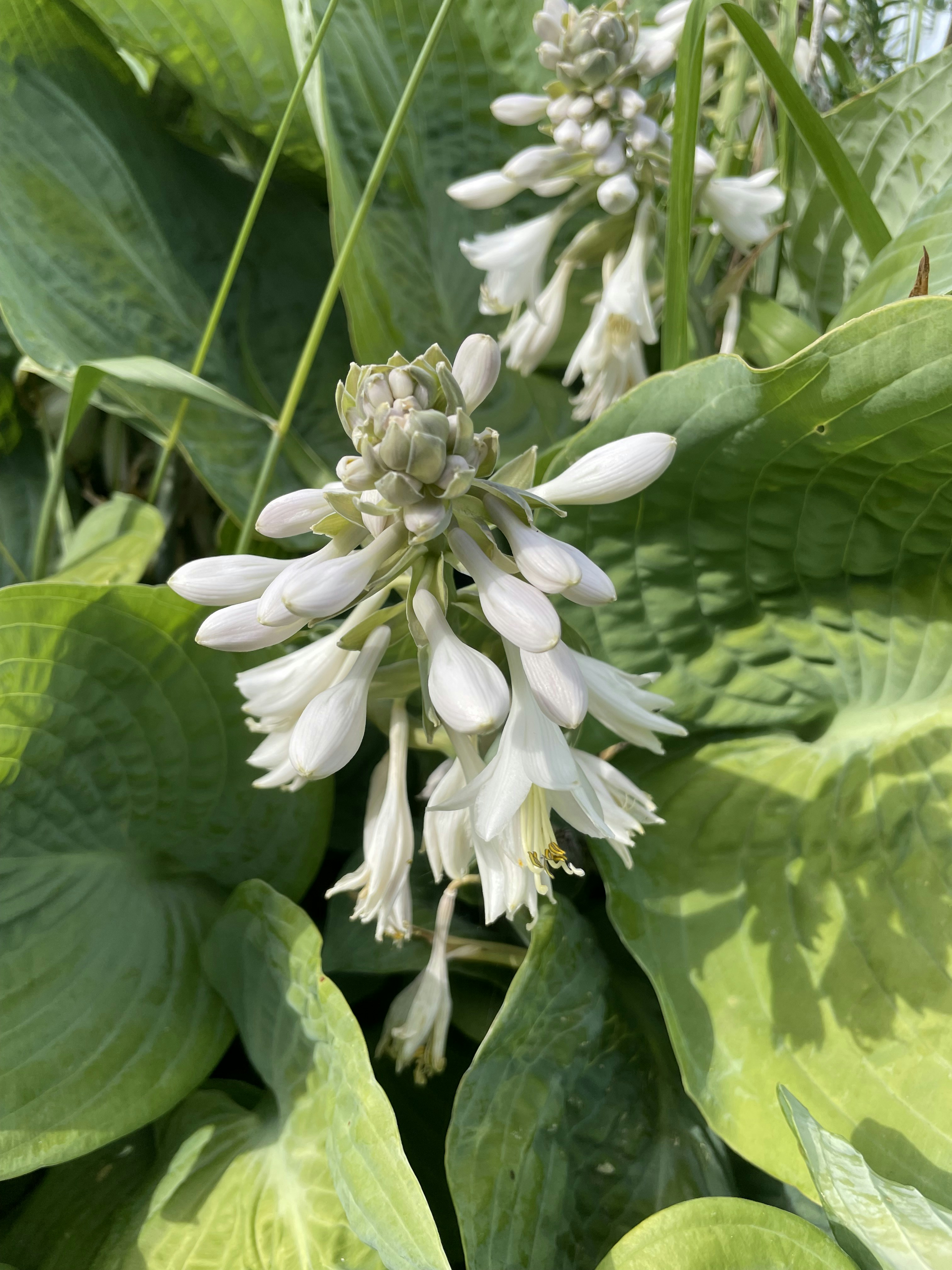 Delicate White Hosta Blossoms Unfolding Through Emerald Leaves