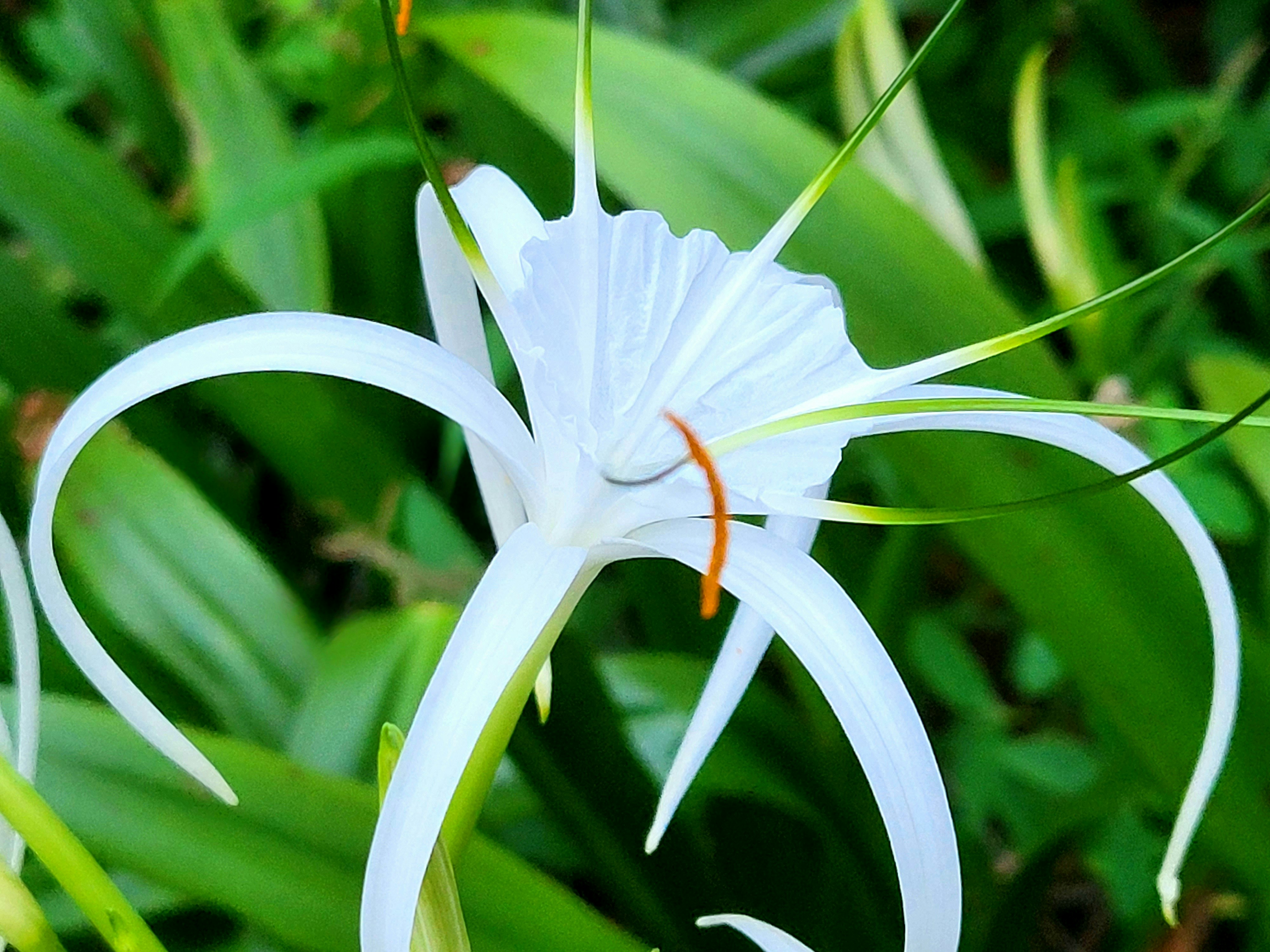 Curved Halo: White Spider Lily in a Quiet Green Embrace