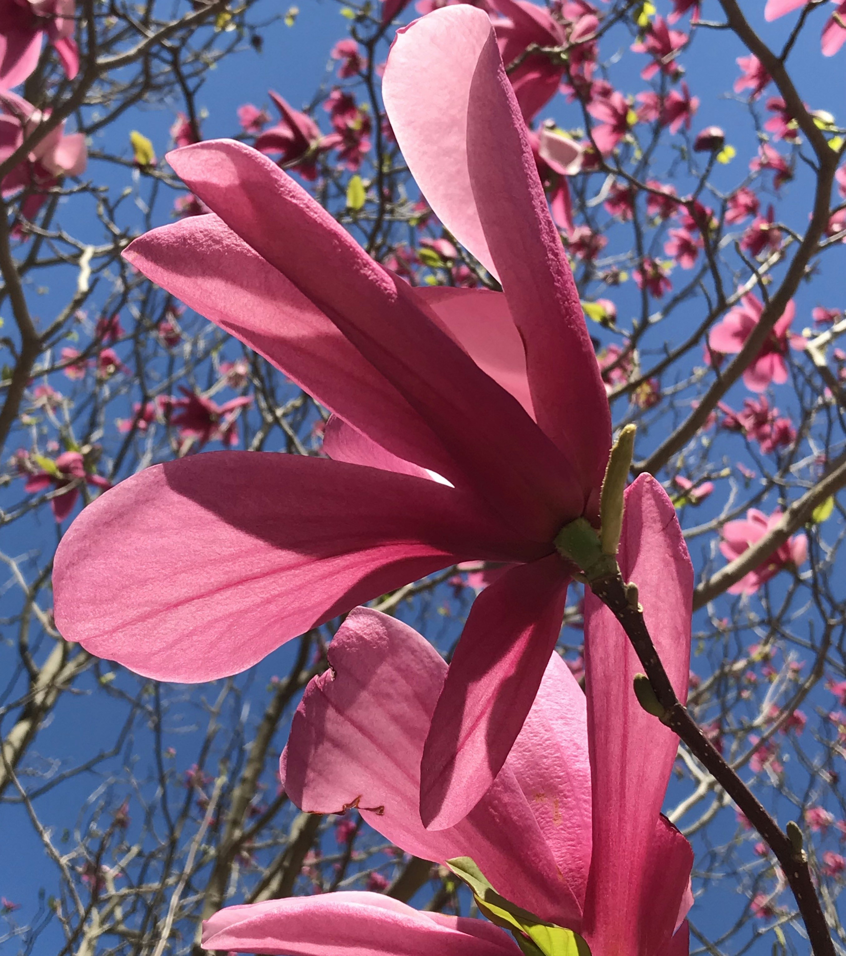 Sunlit Magnolia Bloom Reaching Toward a Cerulean Sky