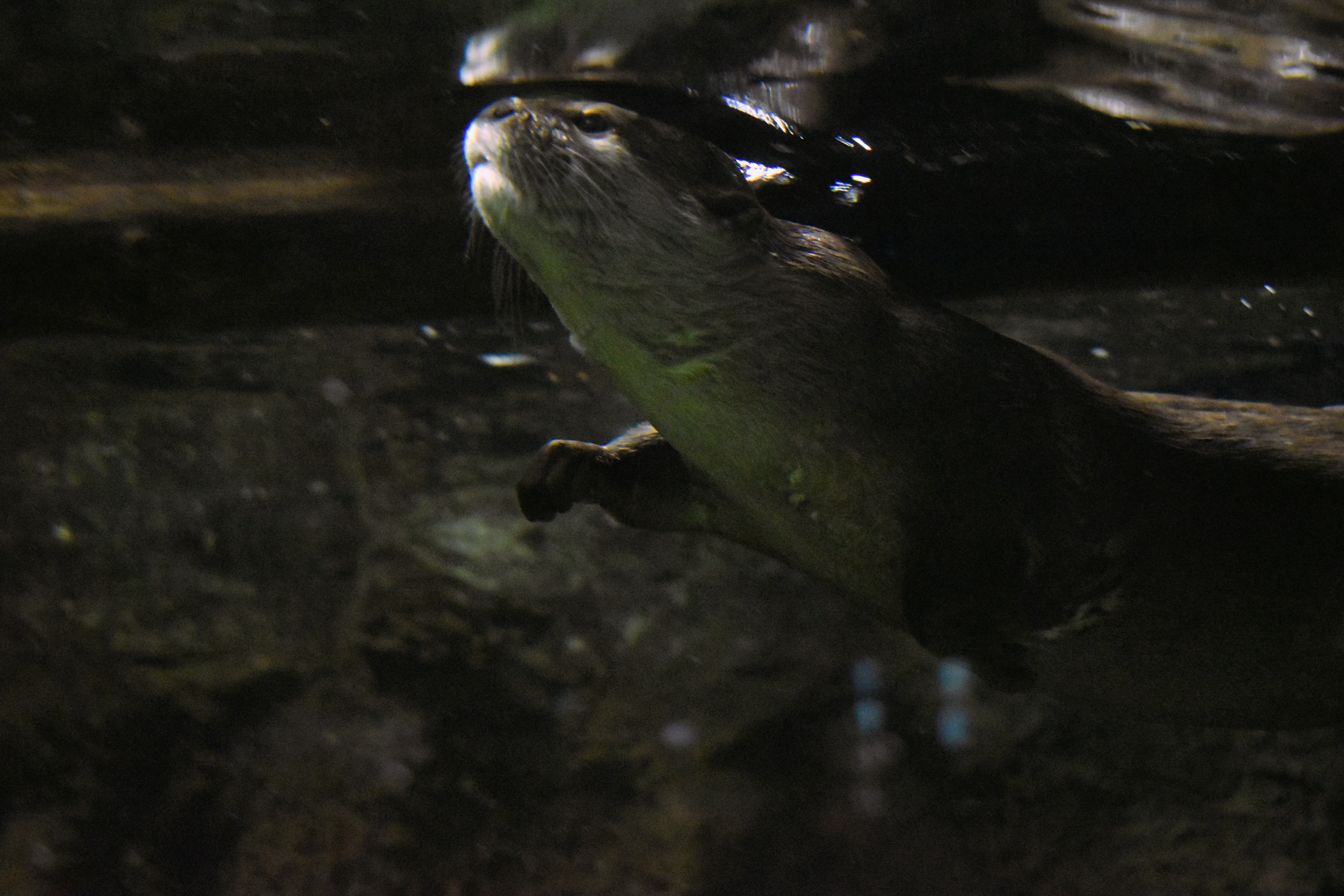 Glide Through the Gloom: Harbor Seal Under Dim Surface Light