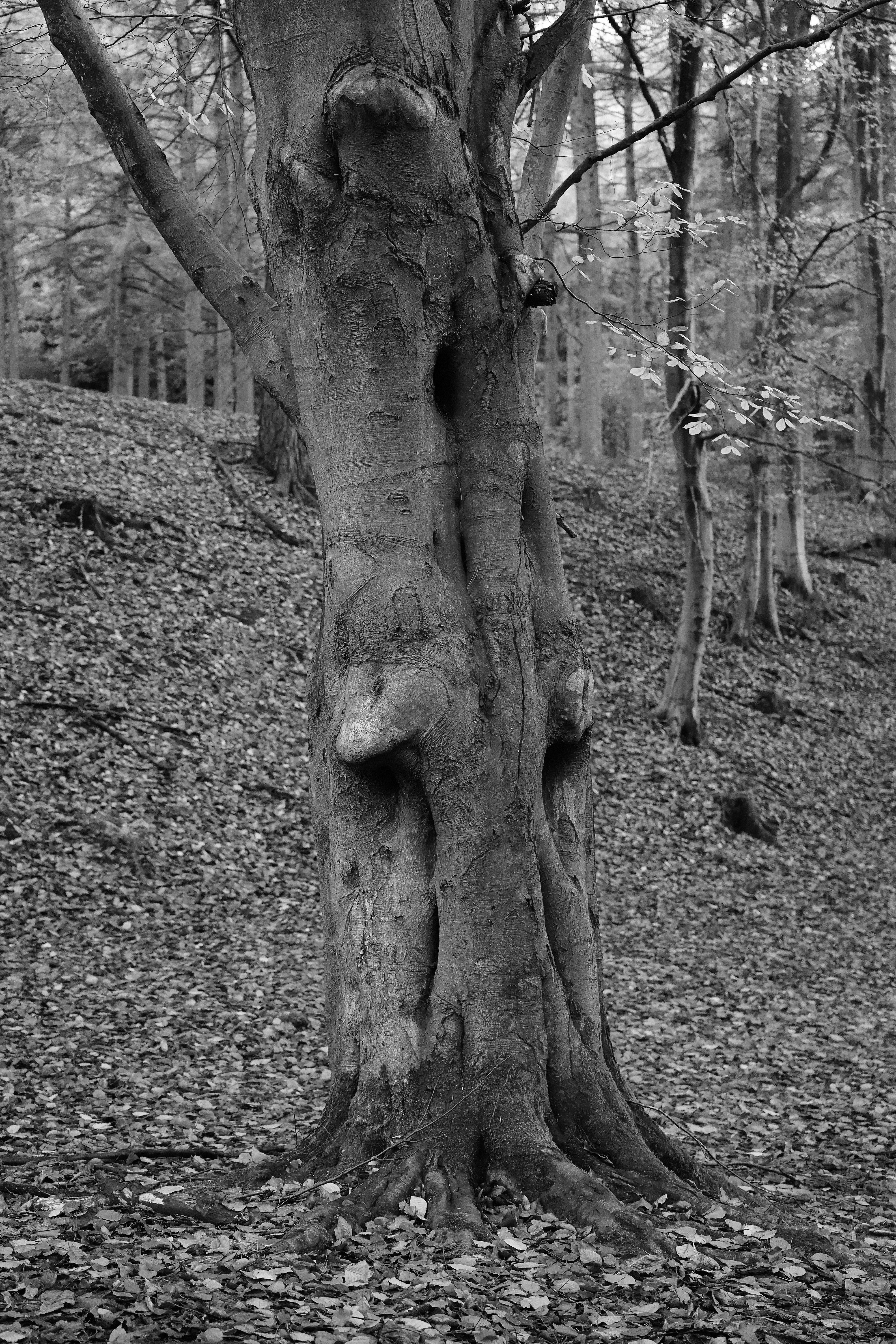 The Gnarled Sentinel: A Monochrome Portrait of an Ancient Forest Trunk