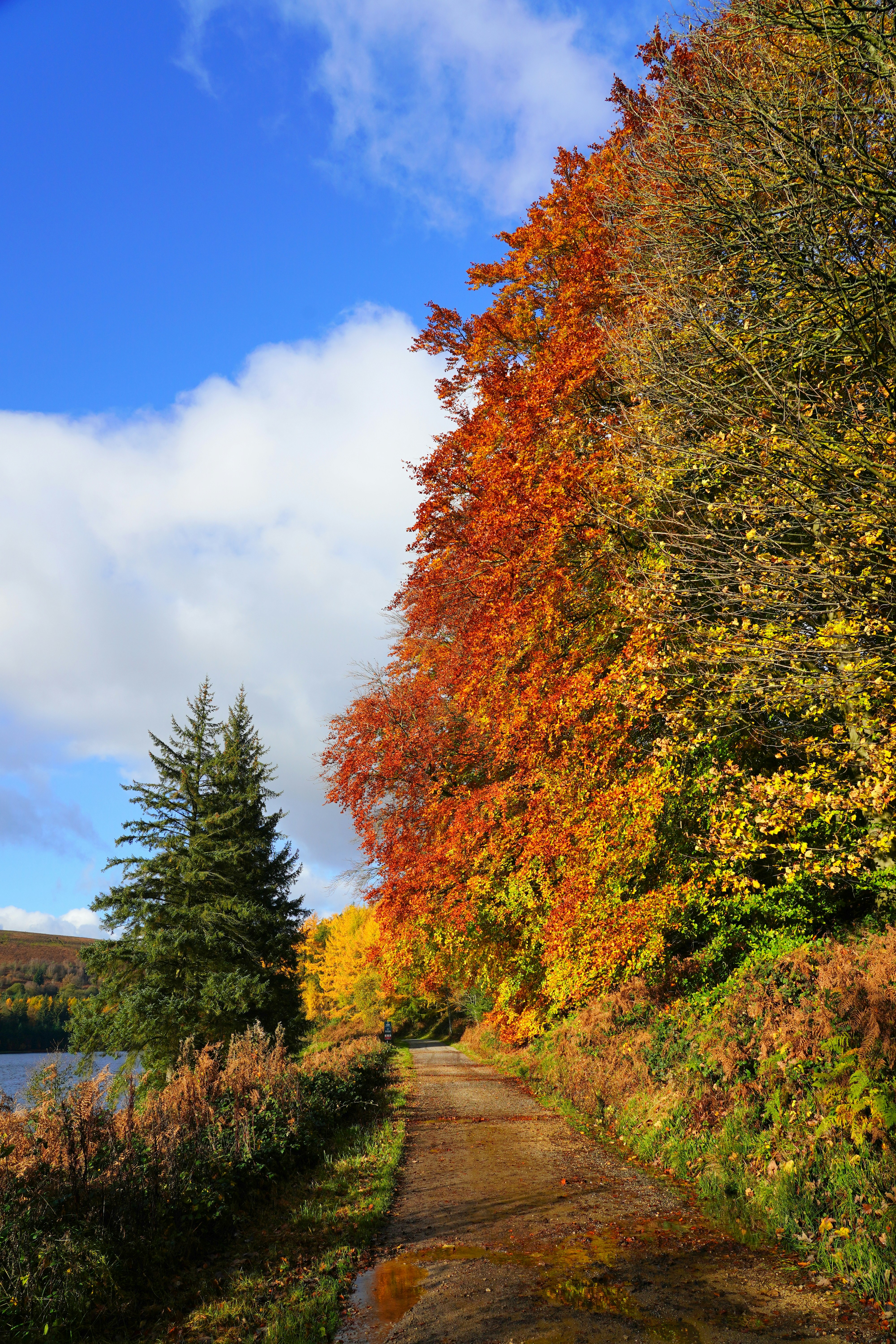 Riverside Autumn Corridor: A Path Through Golden Trees
