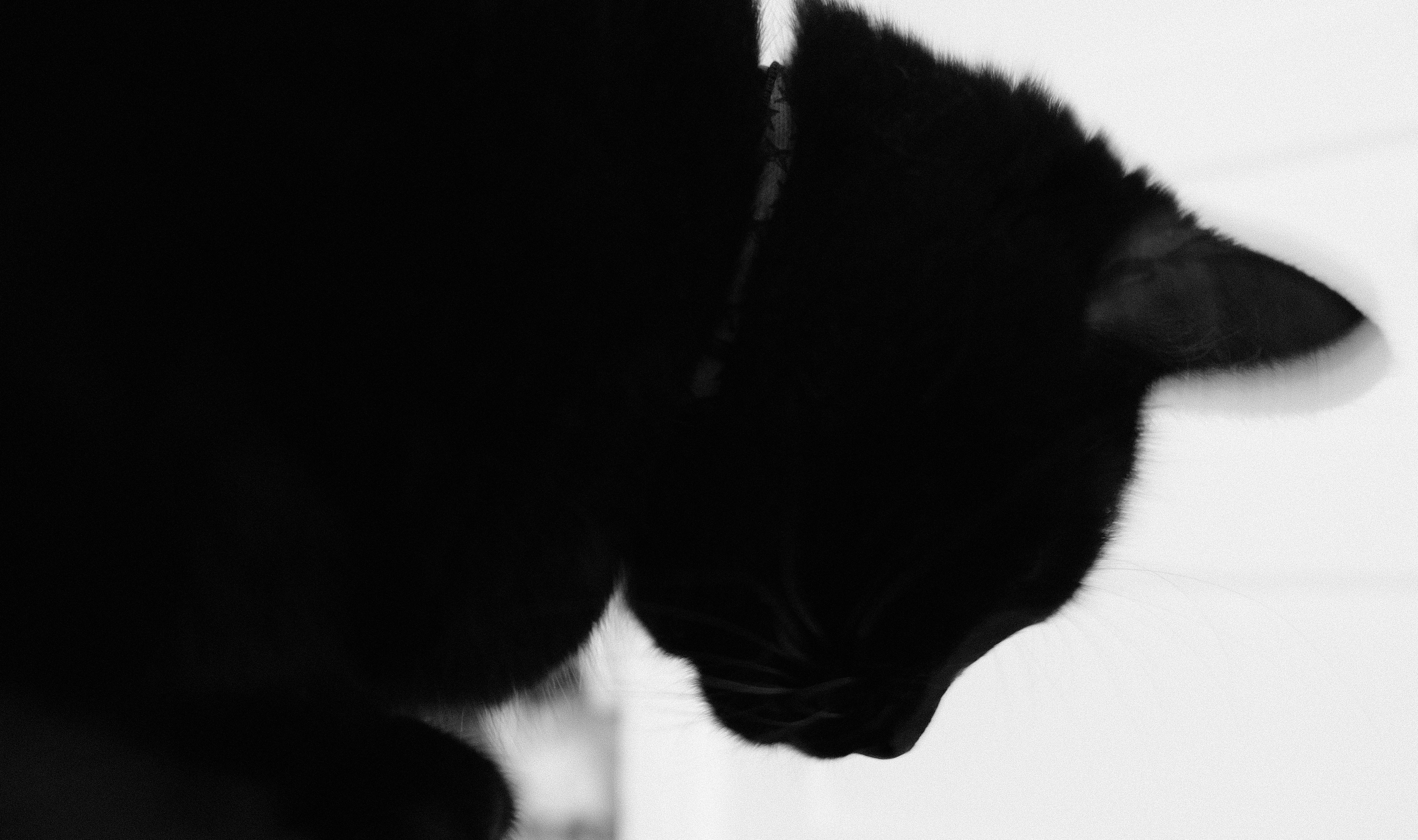 Gambar Siluet Kucing Hitam | Unduh Gambar Gratis di Unsplash