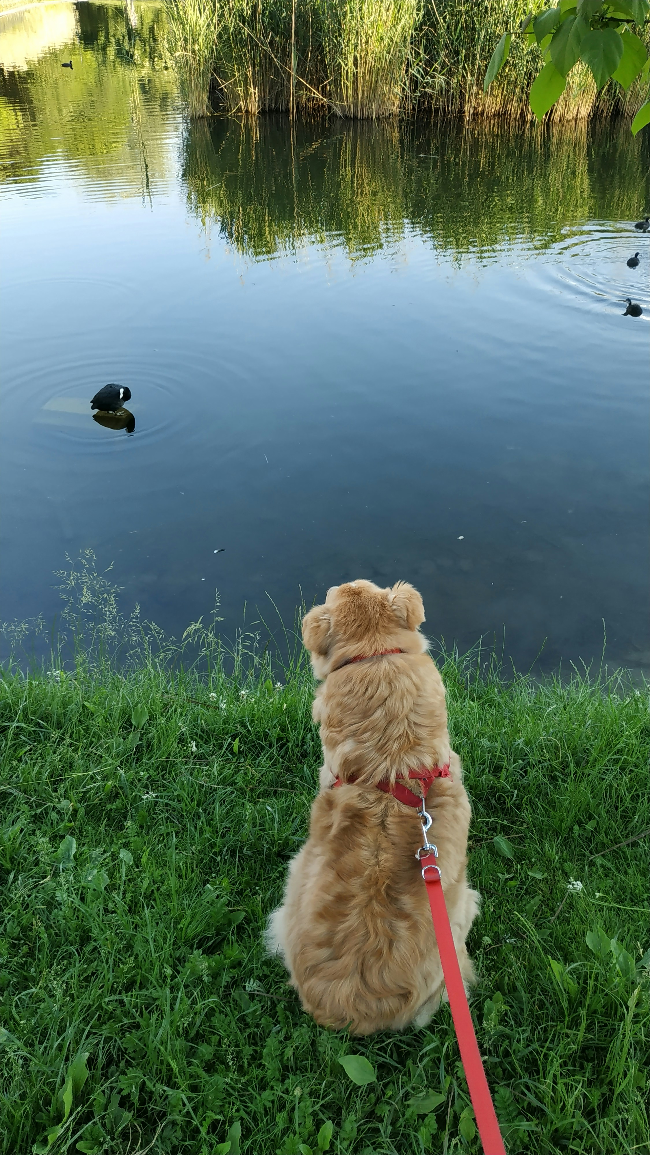 Pondside Reverie: A Golden Watcher on a Red Leash